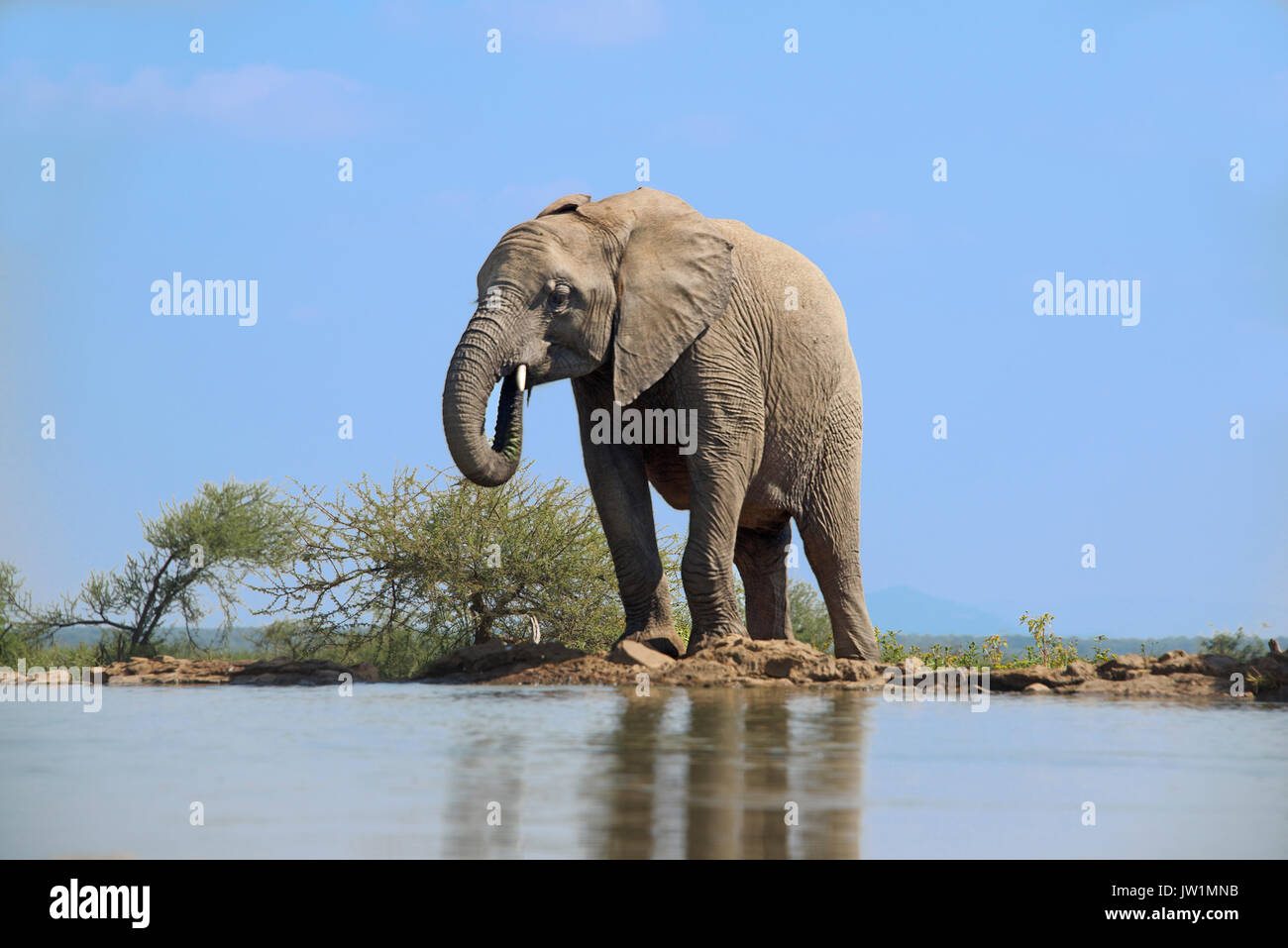 Elephant drinking at waterhole Madikwe Game Reserve South Africa Stock ...