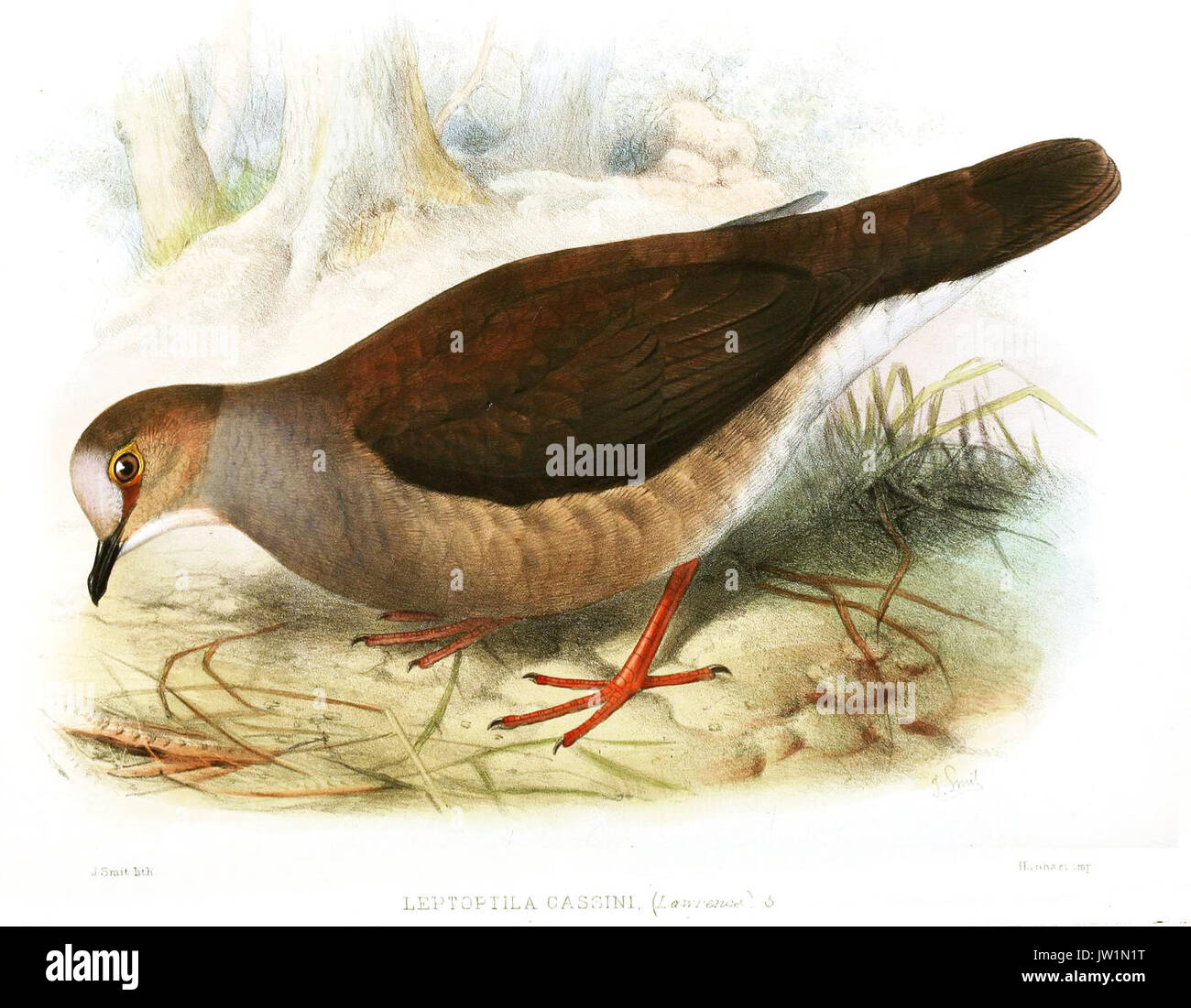 An illustration or photograph of Leptoptila cassini, a species of bird ...