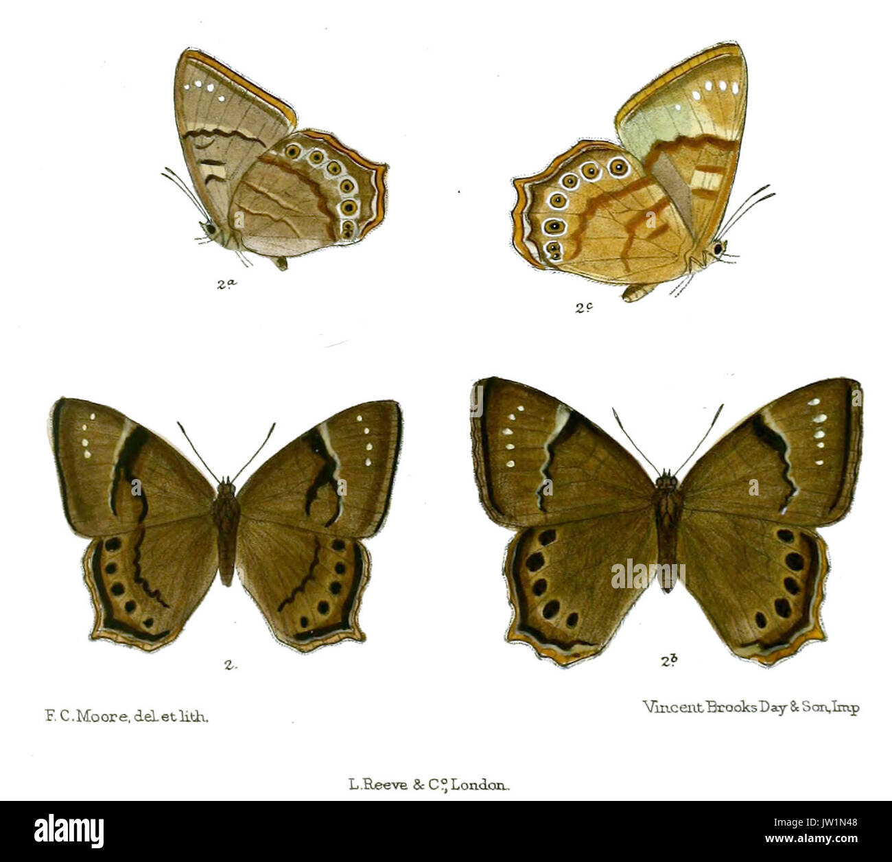 Lethe tristigmata 89 2 Stock Photo - Alamy