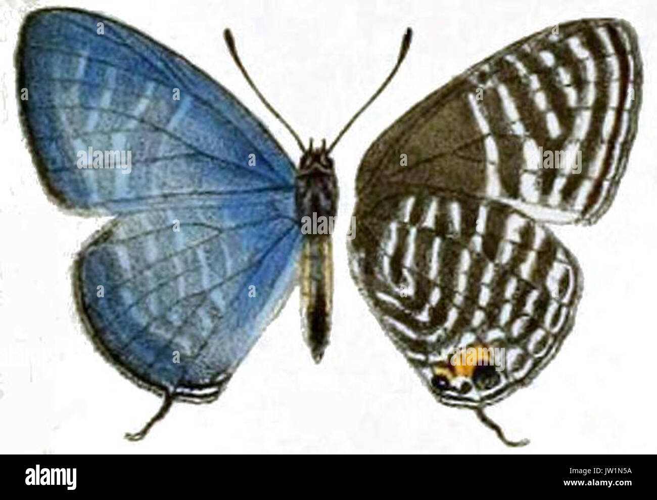 Jamides High Resolution Stock Photography and Images - Alamy