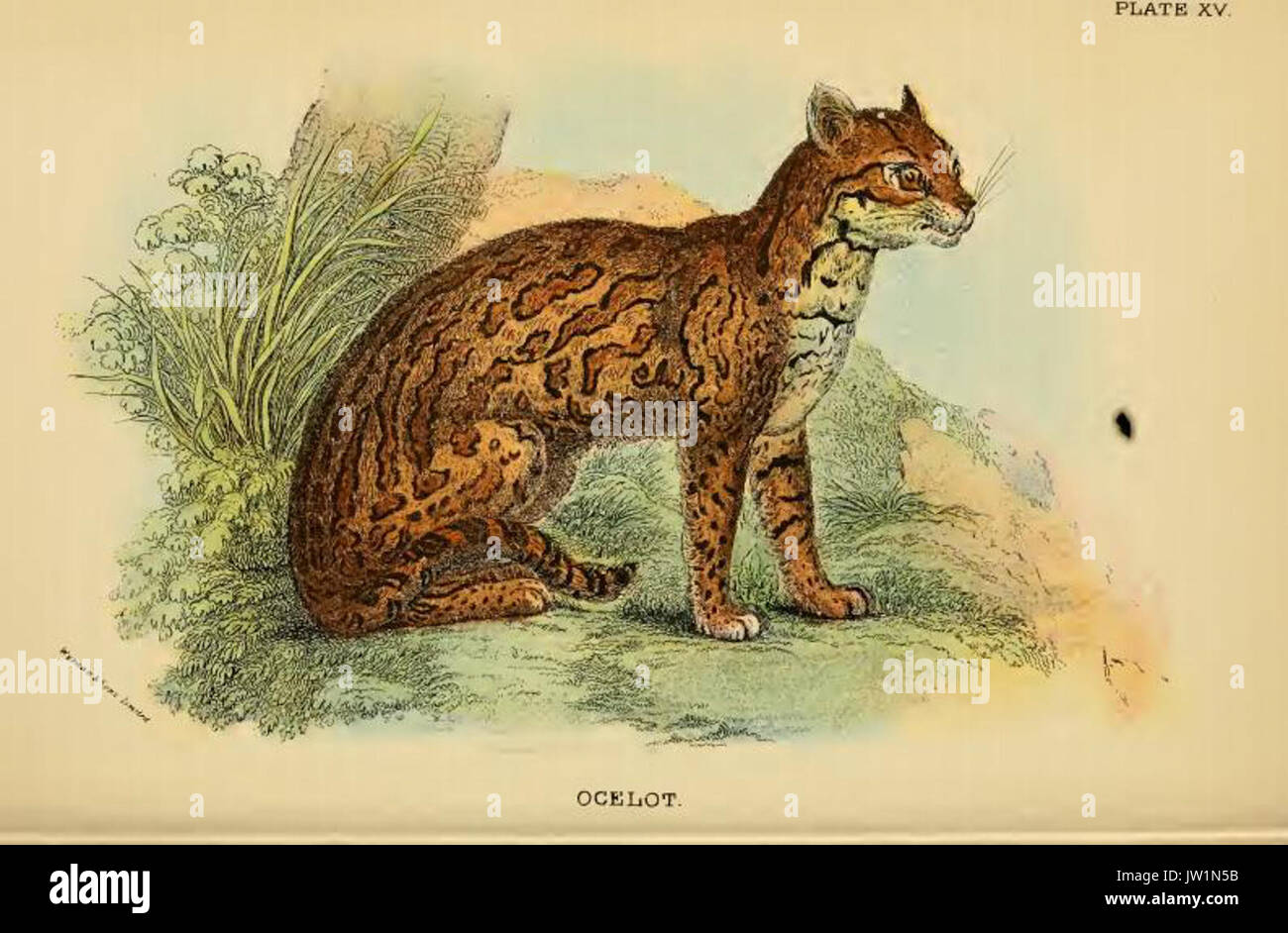 Ocelot drawing hi-res stock photography and images - Alamy
