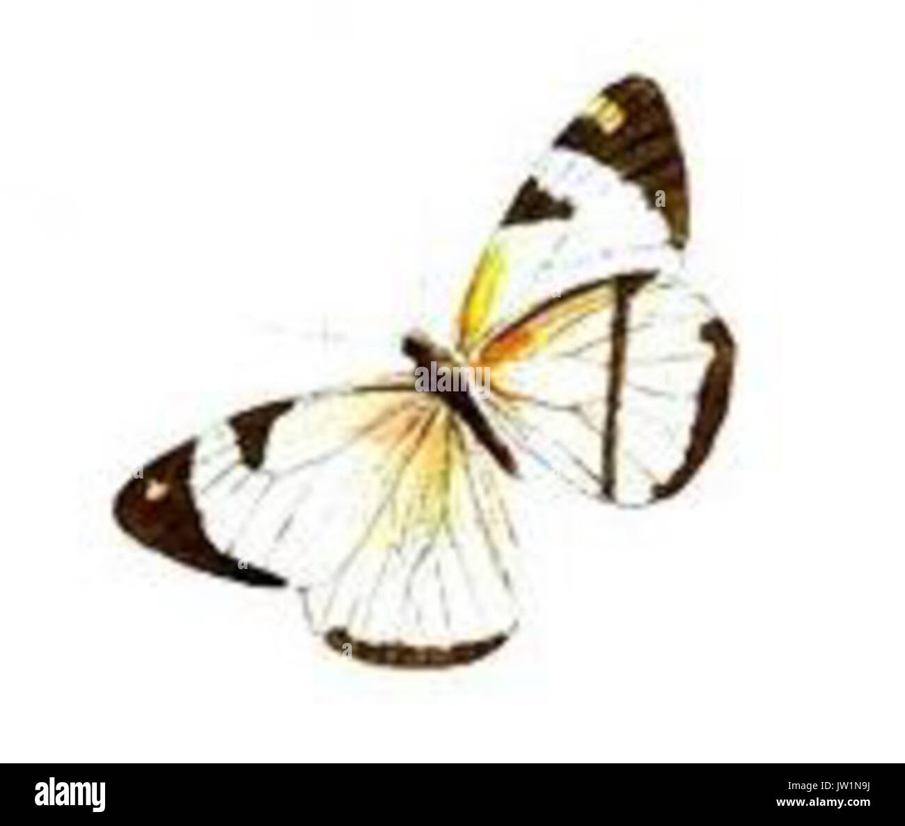 Melete hi-res stock photography and images - Alamy