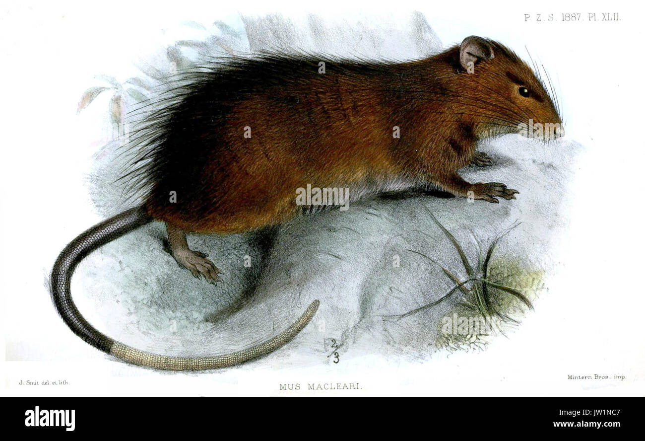 Extinct rodent hi-res stock photography and images - Alamy