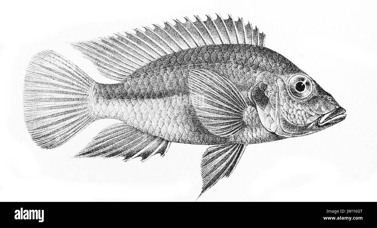 Pelmatochromis hi-res stock photography and images - Alamy