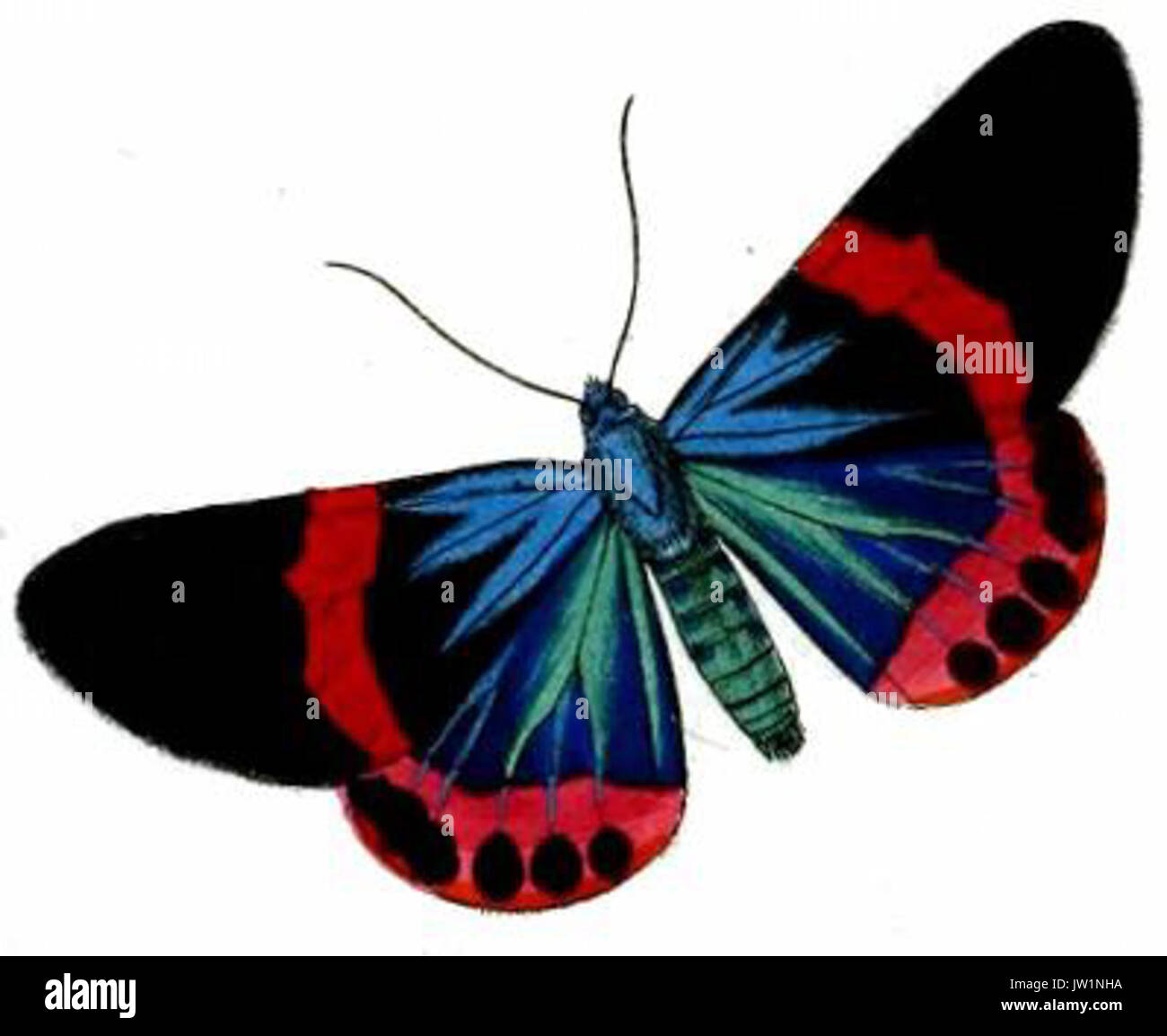 Milionia basalis hi-res stock photography and images - Alamy