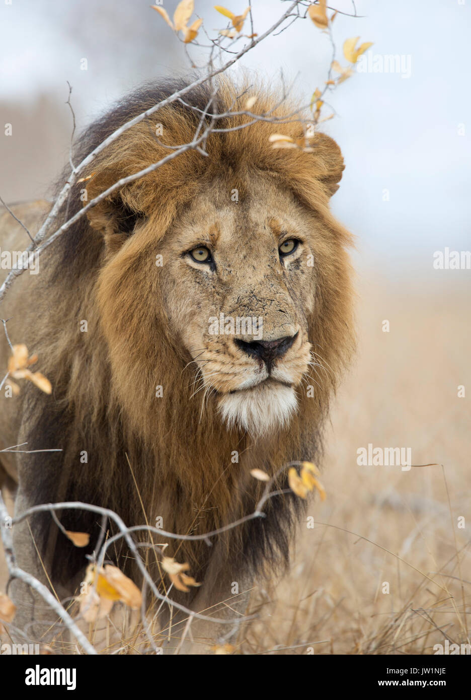 Portrait of an adult male lion (Panthera leo) with large mane Stock ...