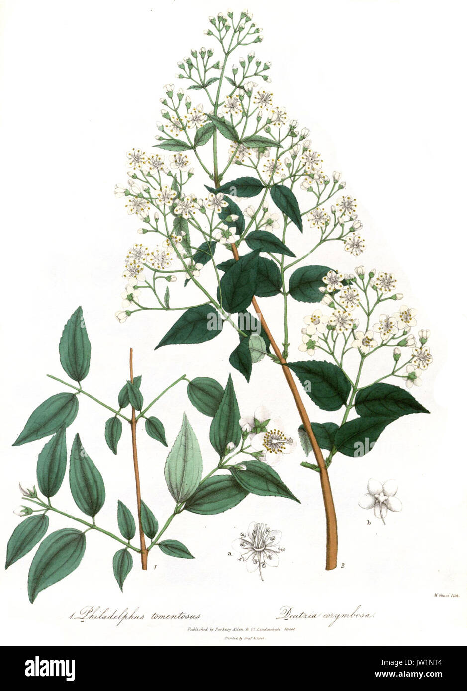 Philadelphus genus hi-res stock photography and images - Alamy
