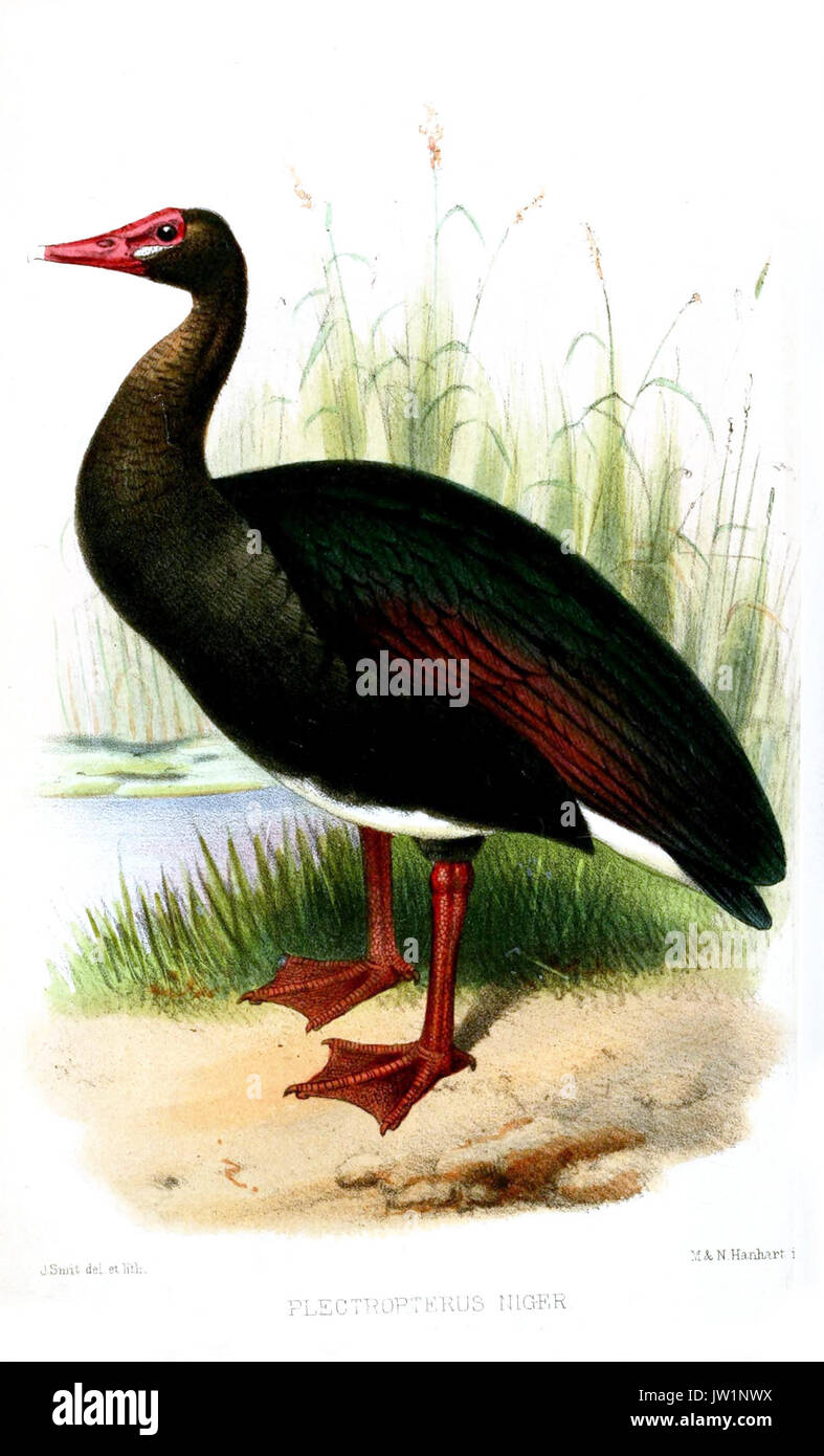 Niger fauna Cut Out Stock Images & Pictures - Alamy