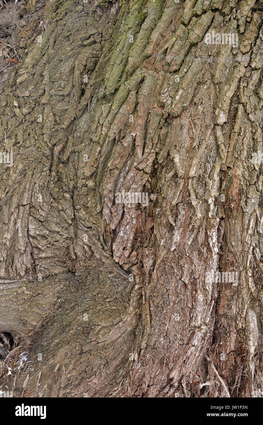 Willow tree bark hi-res stock photography and images - Alamy