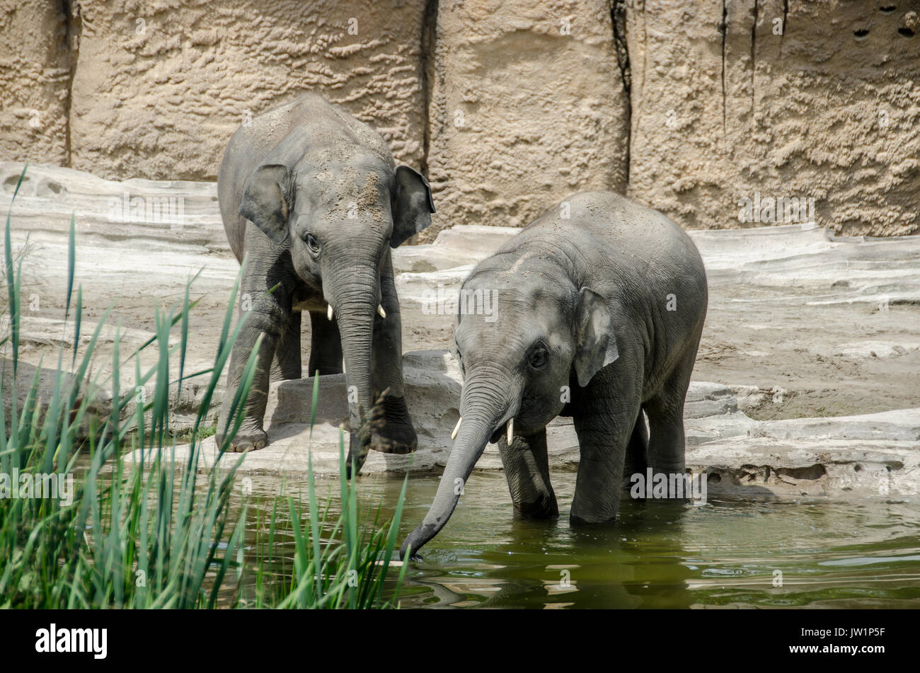 Small child elephant Stock Photo - Alamy