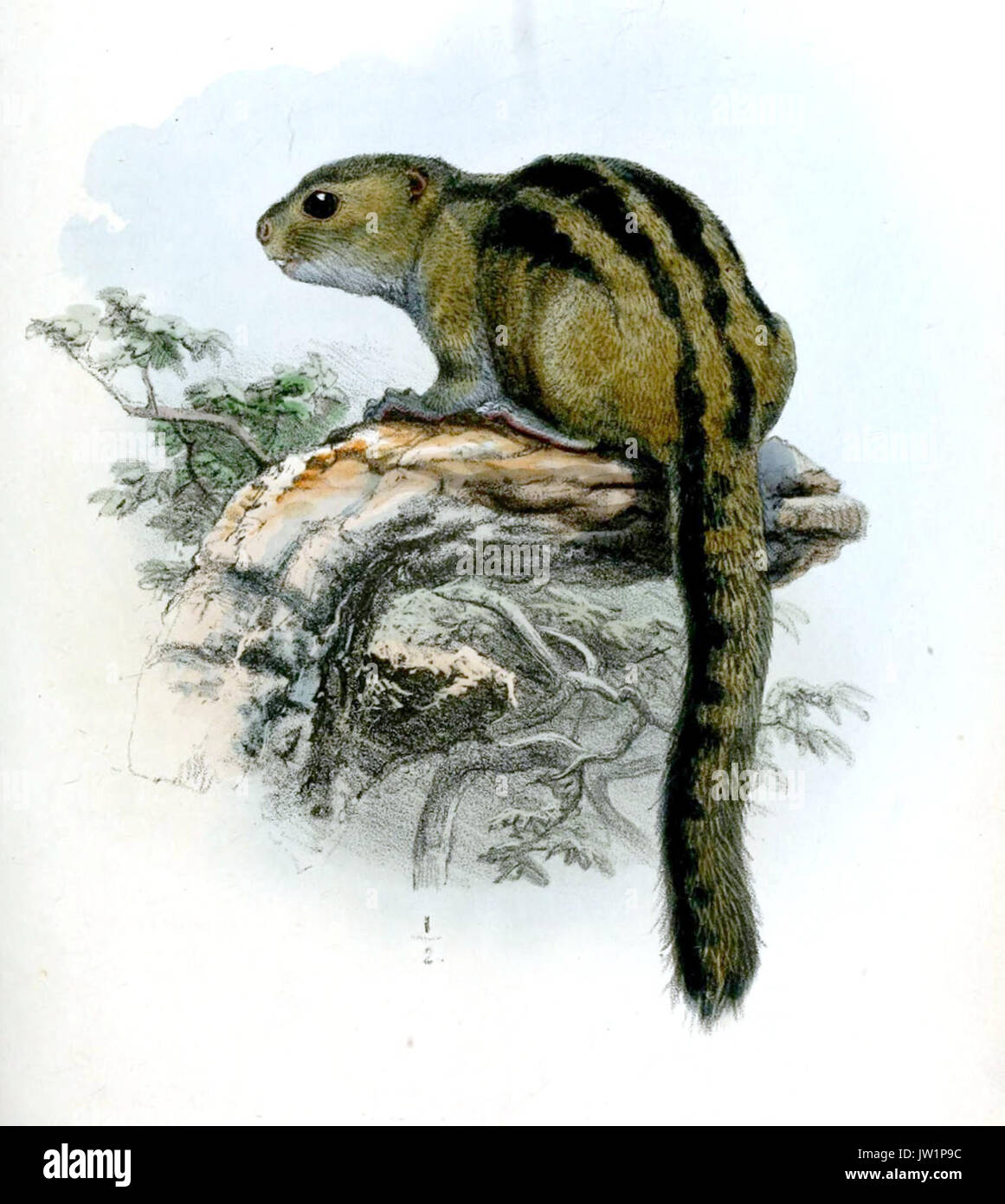 Isabella wolf hi-res stock photography and images - Alamy