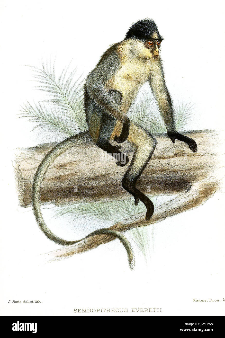 Monkeys of southeast asia hi-res stock photography and images - Alamy