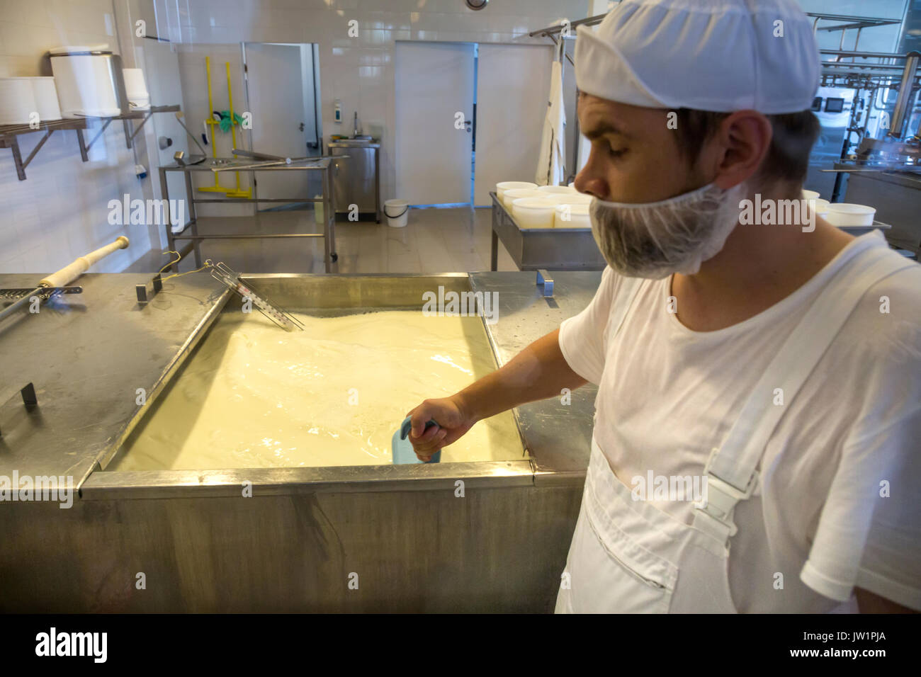 The farmer works on the cheese production in the small private cheese ...