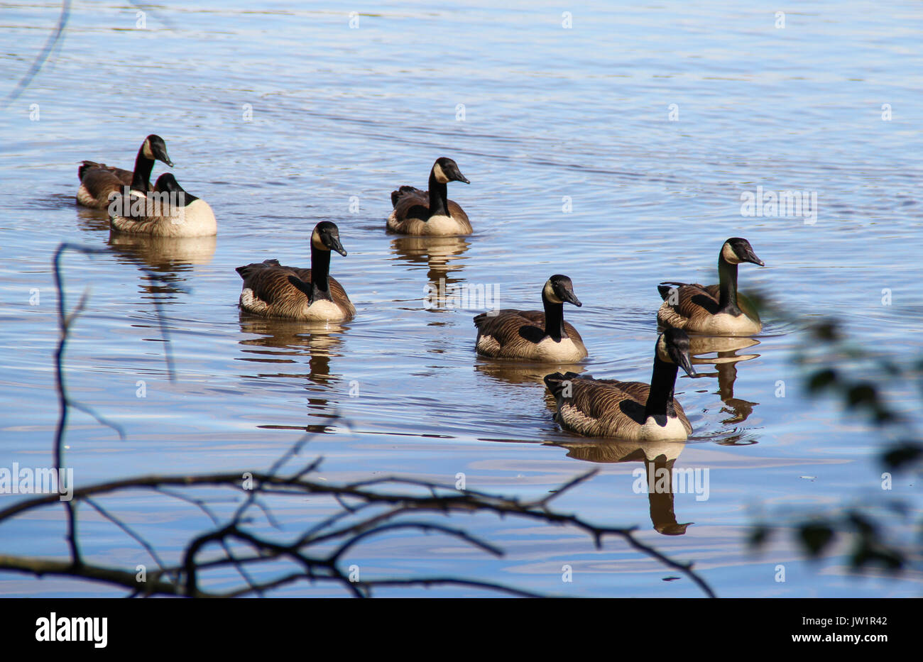 Canada goose swimming hi-res stock photography and images - Alamy