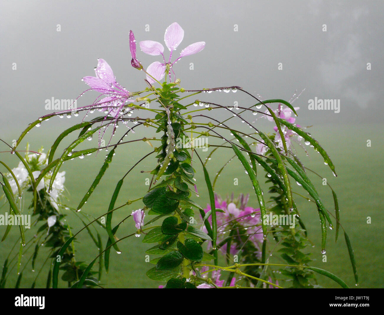 Monticello lawn hi-res stock photography and images - Alamy