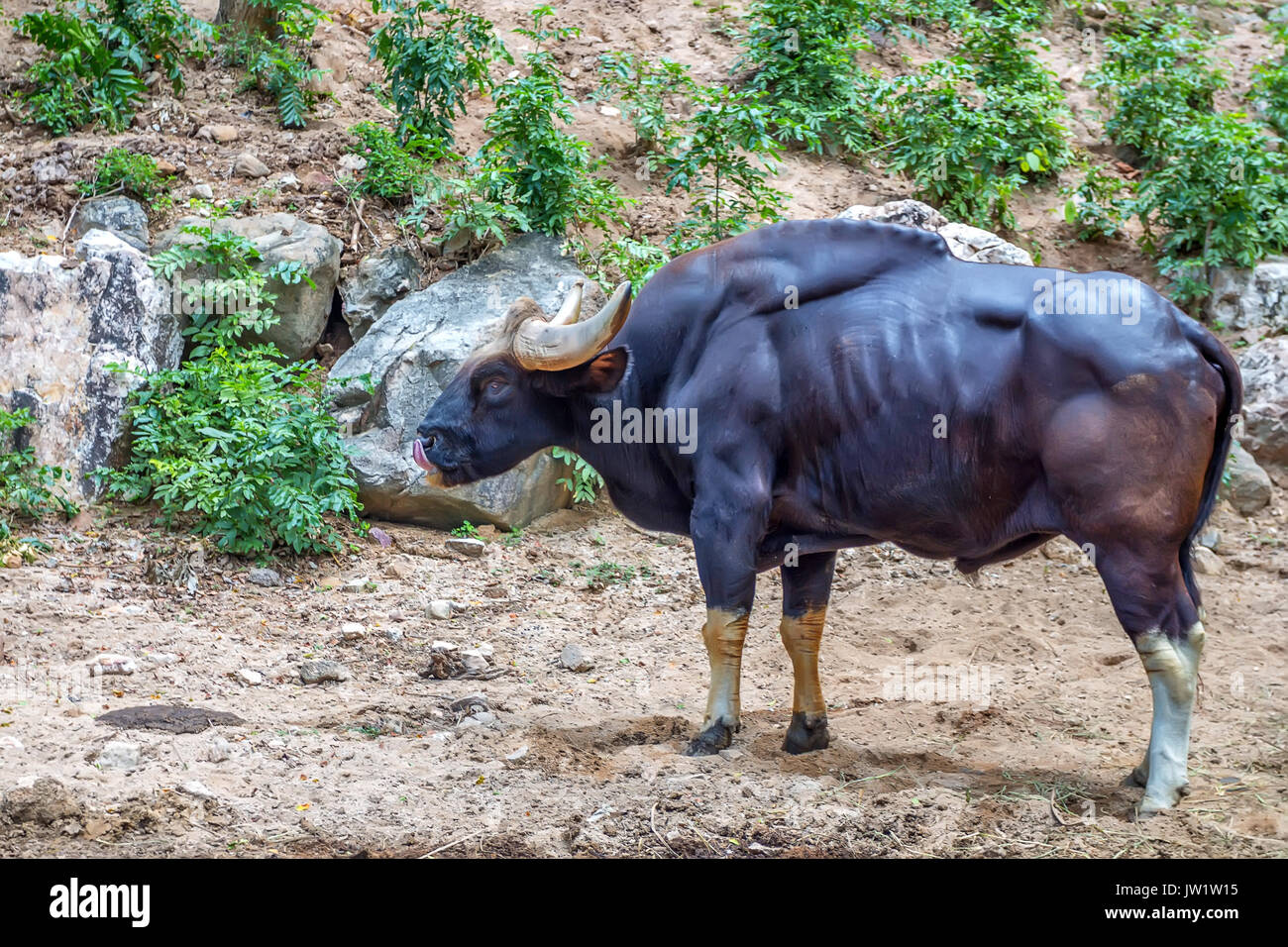 Gaur or Bos gaurus in zoo Stock Photo - Alamy