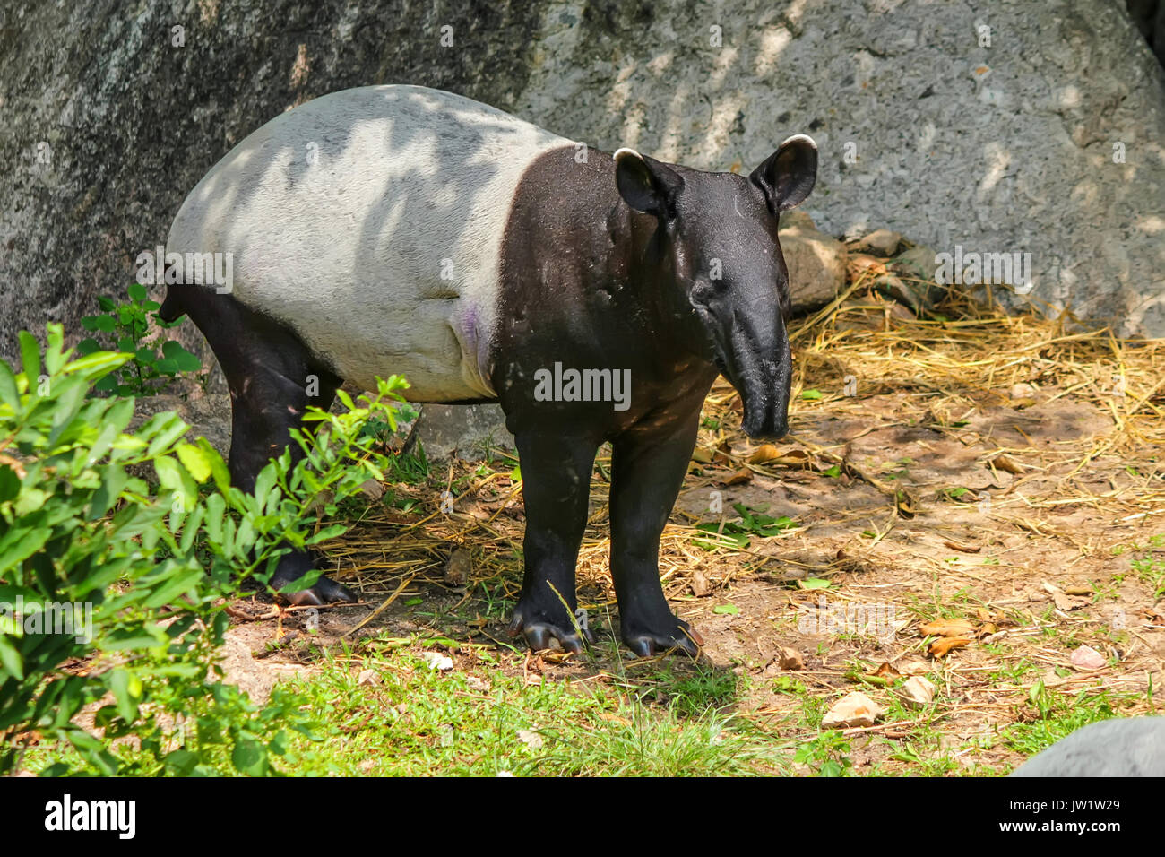 Malayan tapir or Tapirus indicus in zoo Stock Photo - Alamy
