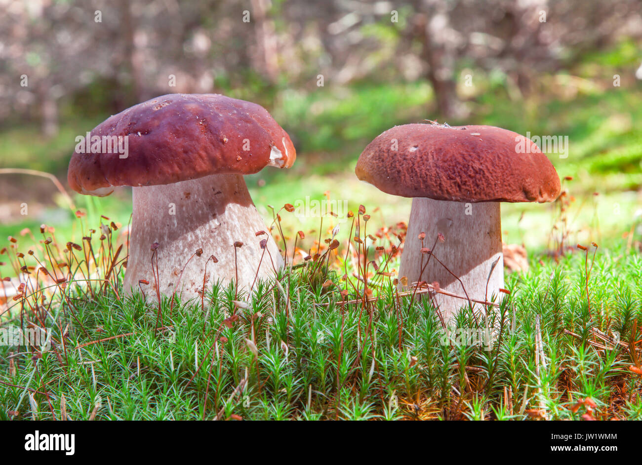 Porcini mushroom (Boletus edulis Stock Photo - Alamy