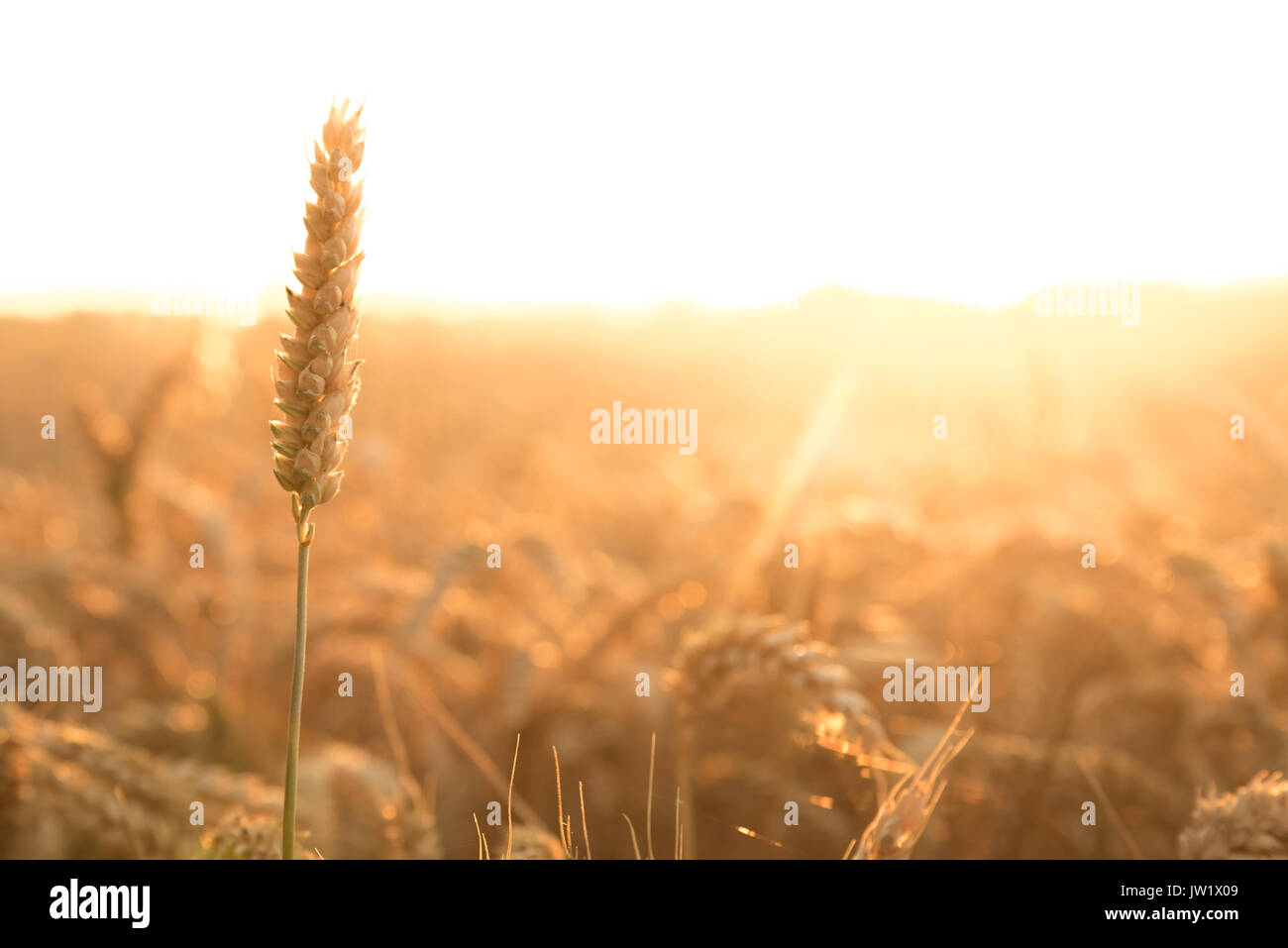 Crop_rotation hi-res stock photography and images - Alamy