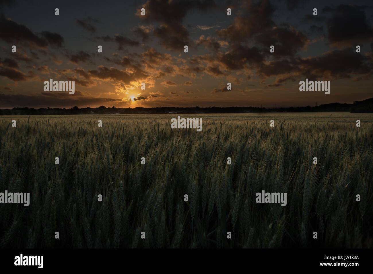 Corn fields at sunset hi-res stock photography and images - Alamy