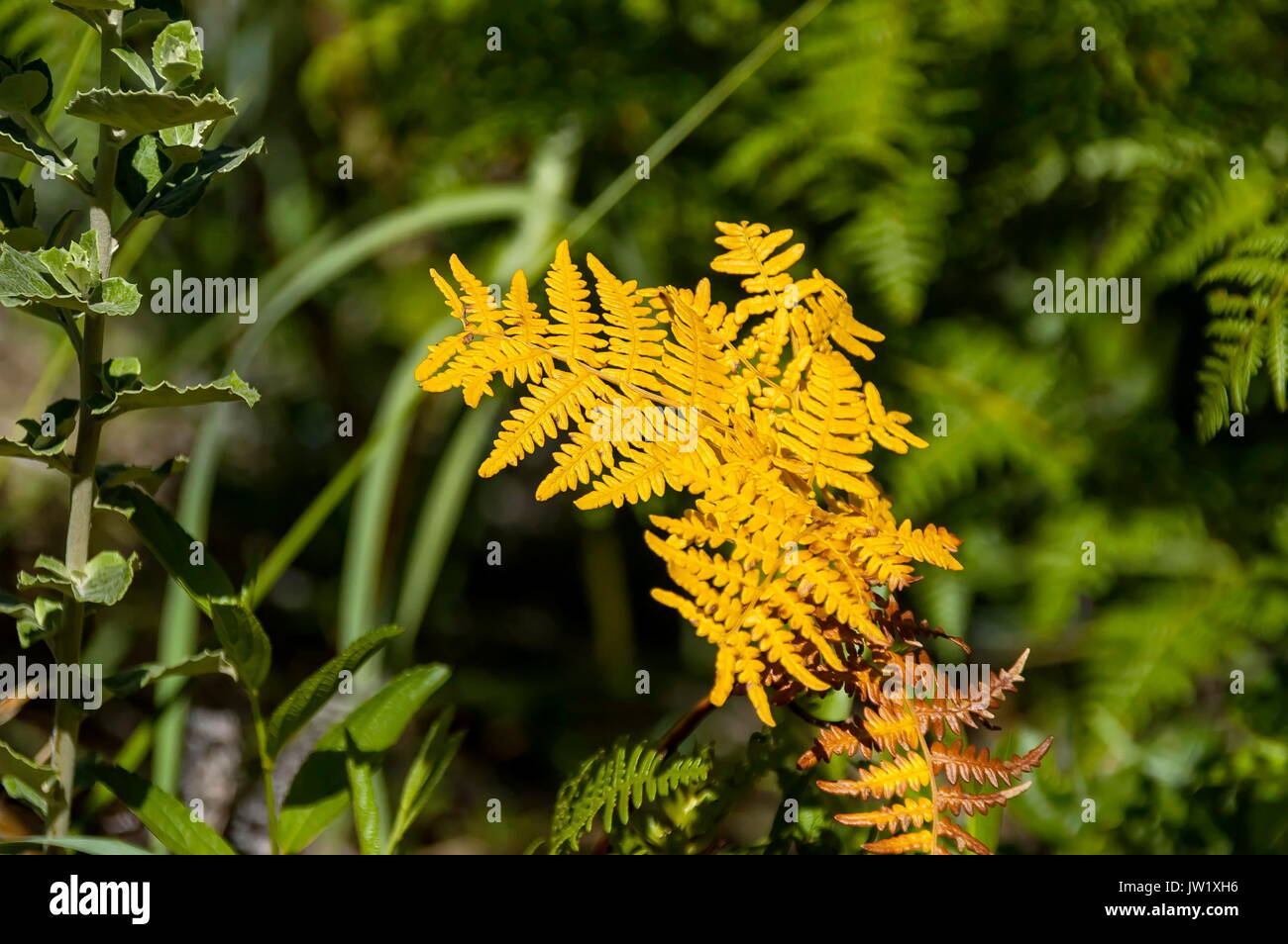Dry yellow fern in Drakensberg mountain, South Africa Stock Photo - Alamy
