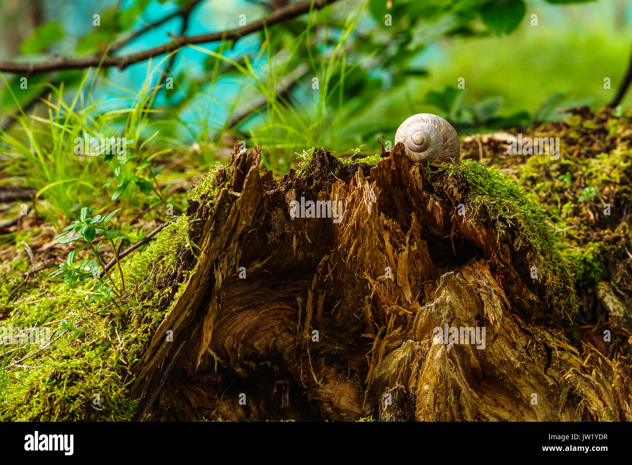 Dead snail hi-res stock photography and images - Alamy