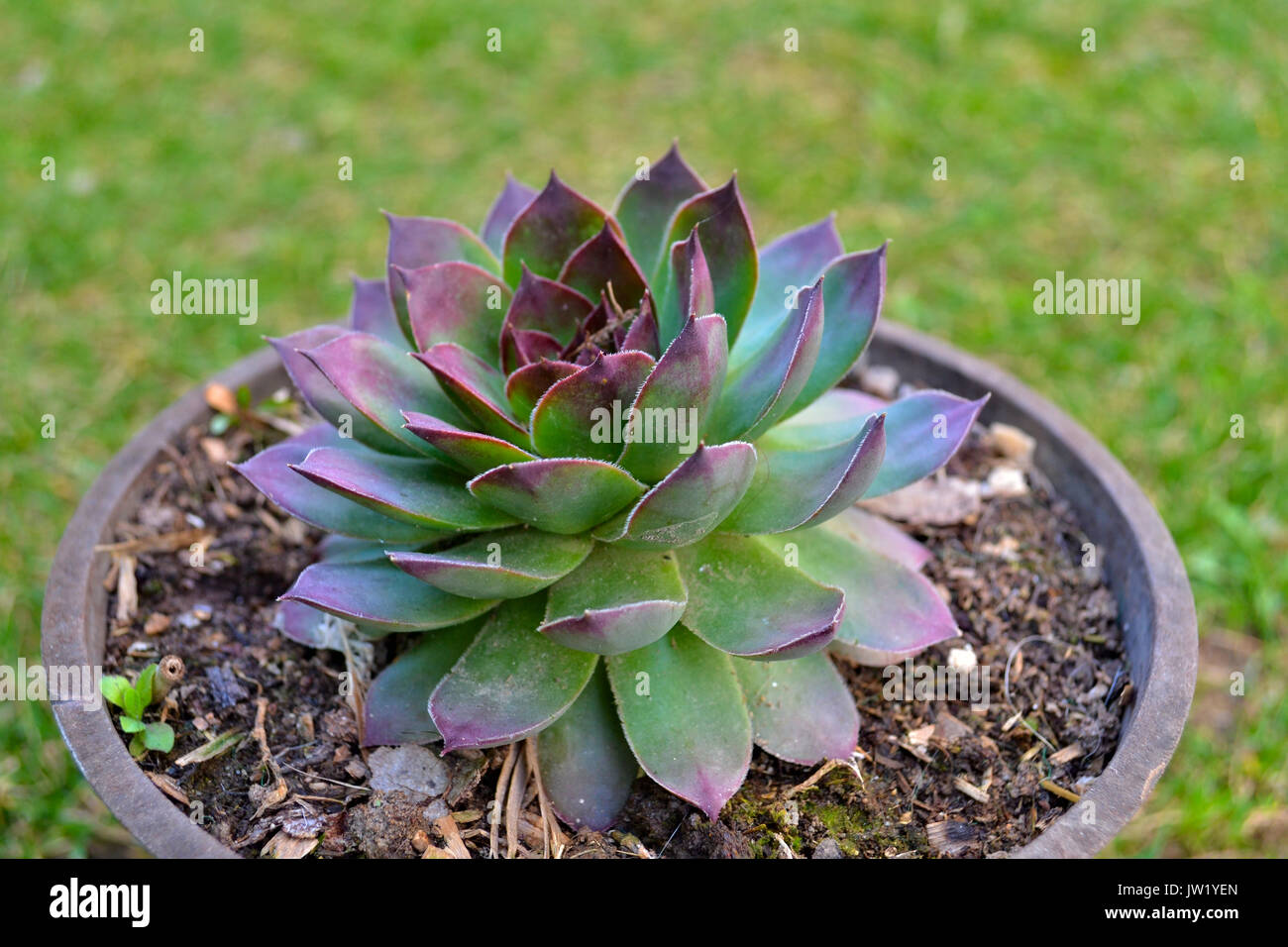 House Keeper Plant Stock Photo - Alamy