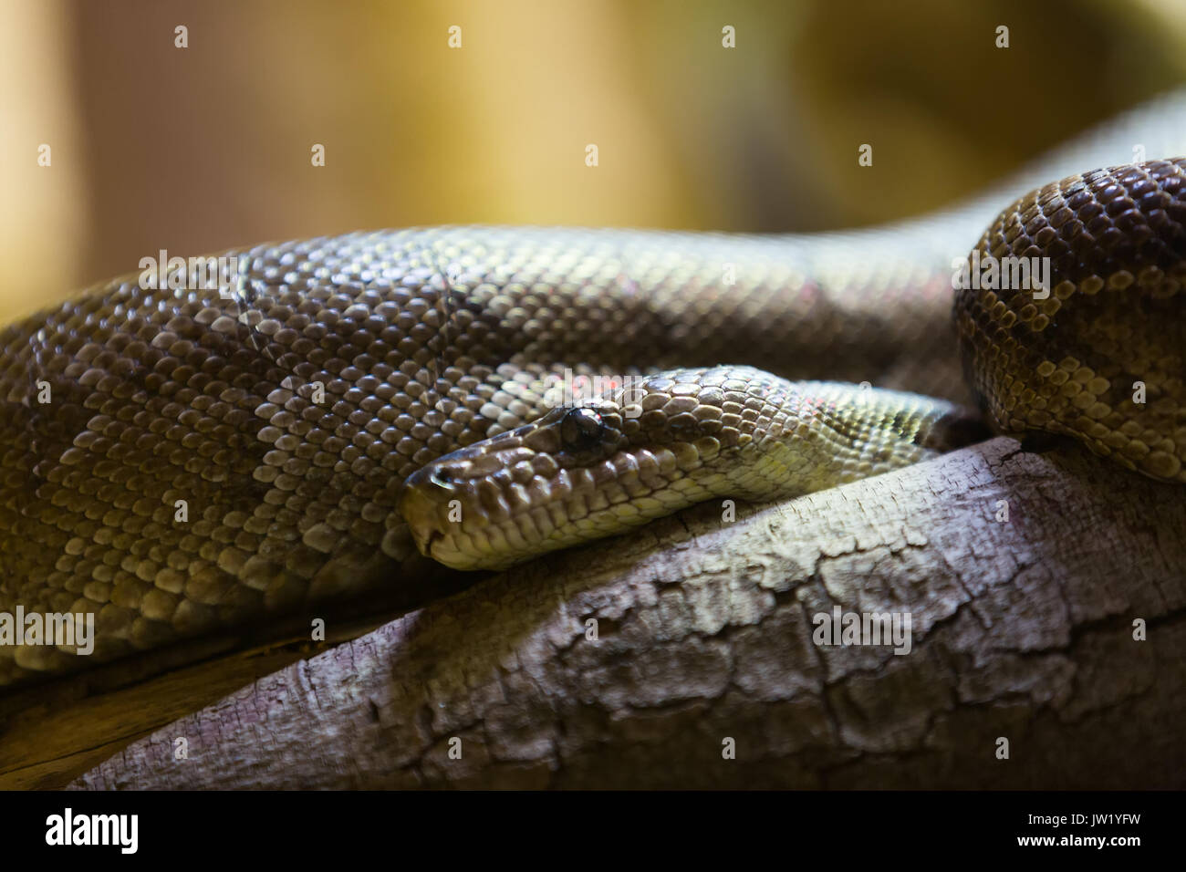 Cuban boa (Chilabothrus angulifer) on tree Stock Photo - Alamy