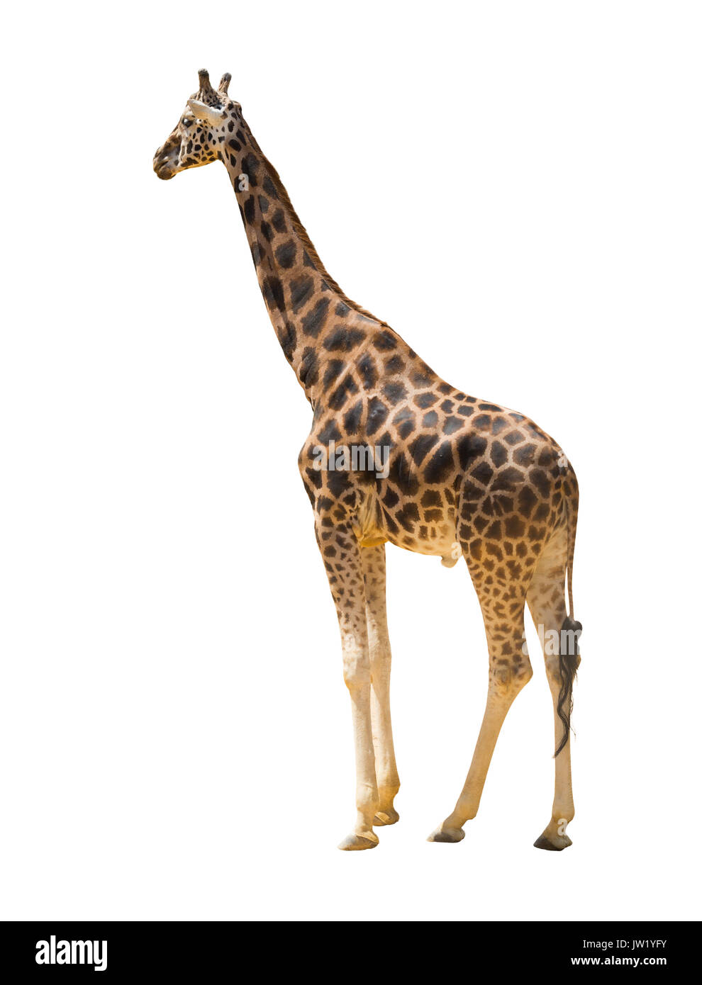 Side view of giraffe. Isolated over white background Stock Photo - Alamy