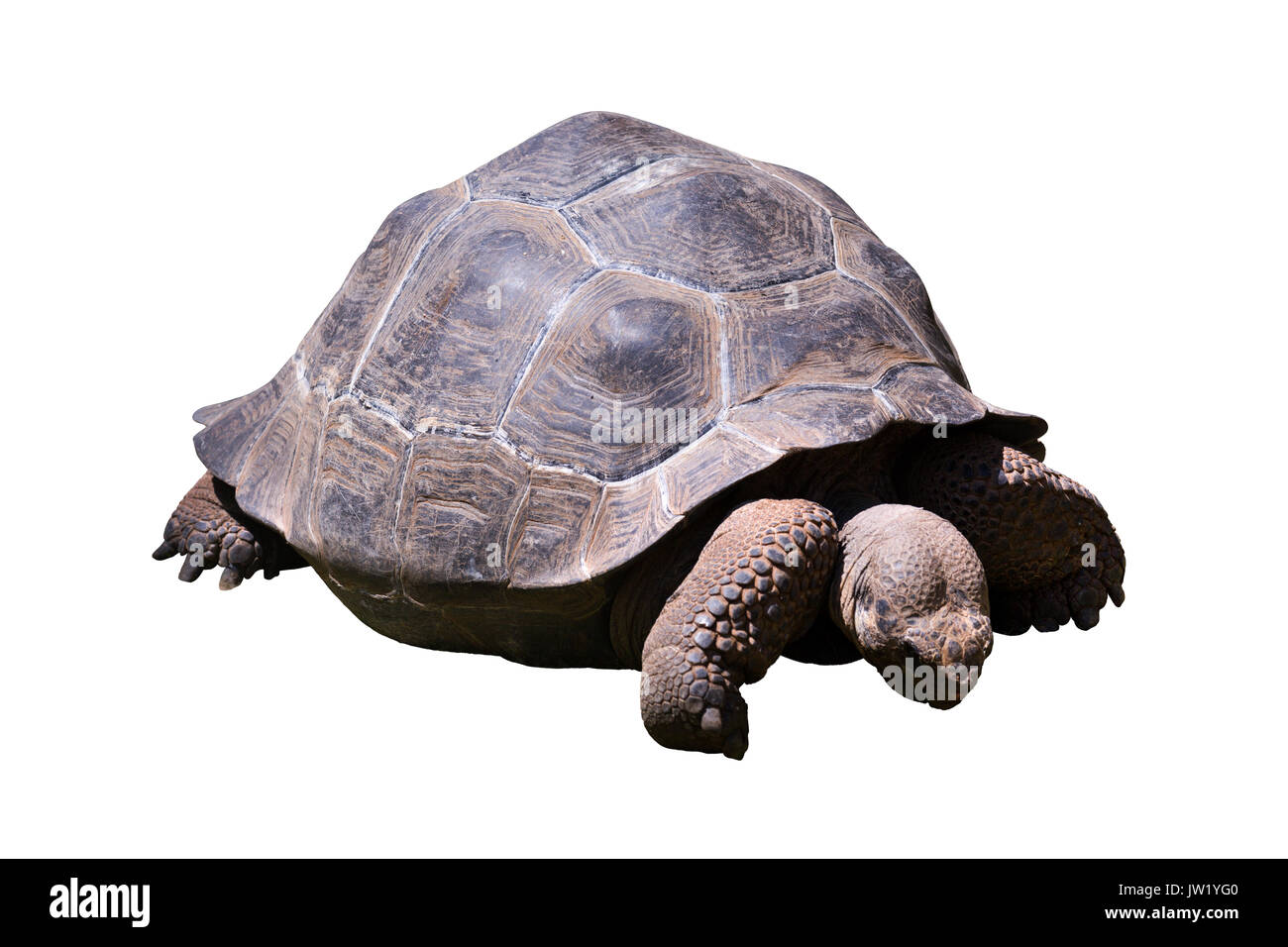 Turtle creeps. Isolated on white background Stock Photo - Alamy