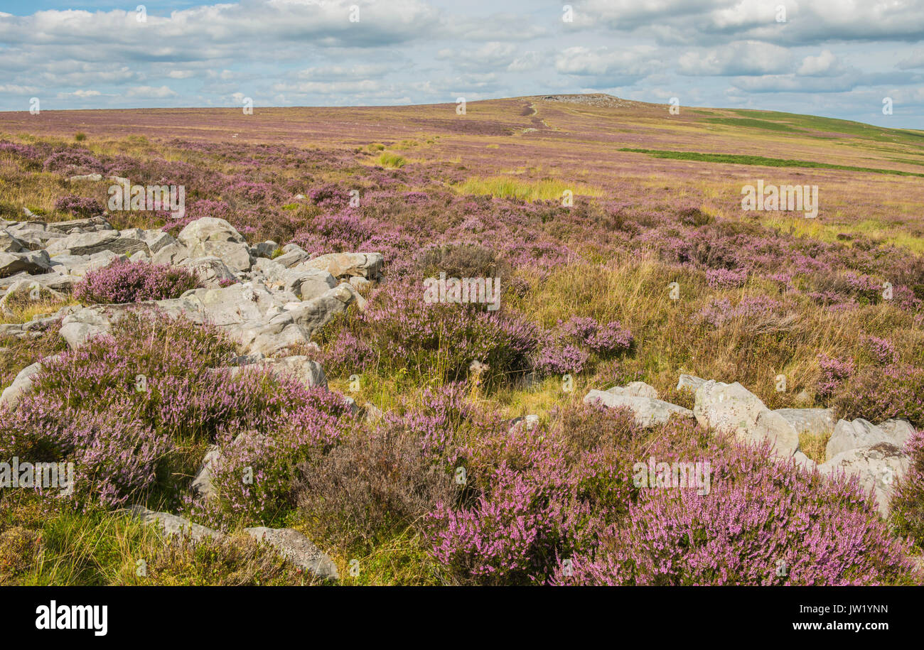 Heather covered hill hi-res stock photography and images - Alamy