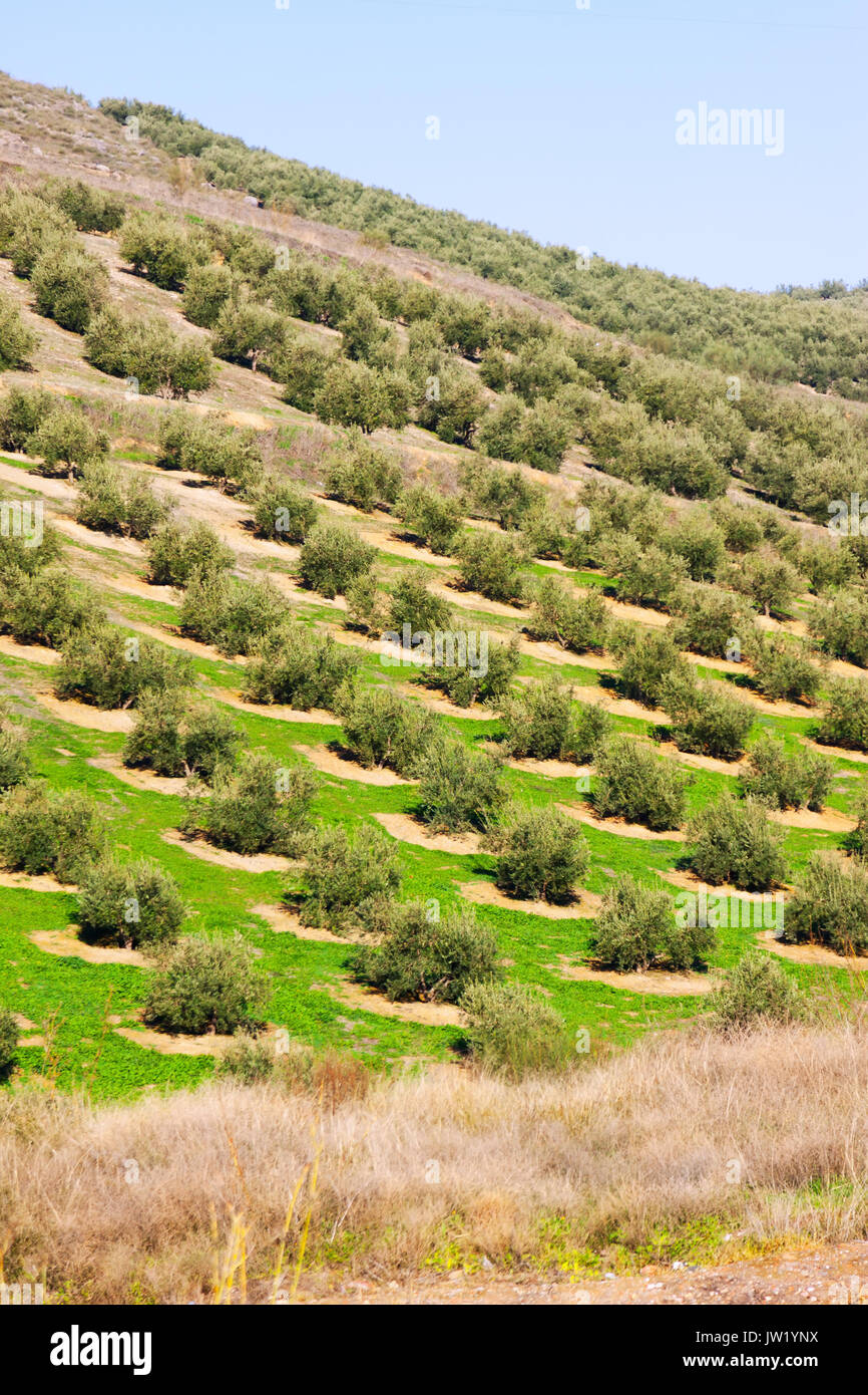 Spanish landscape with Olives fields Stock Photo - Alamy