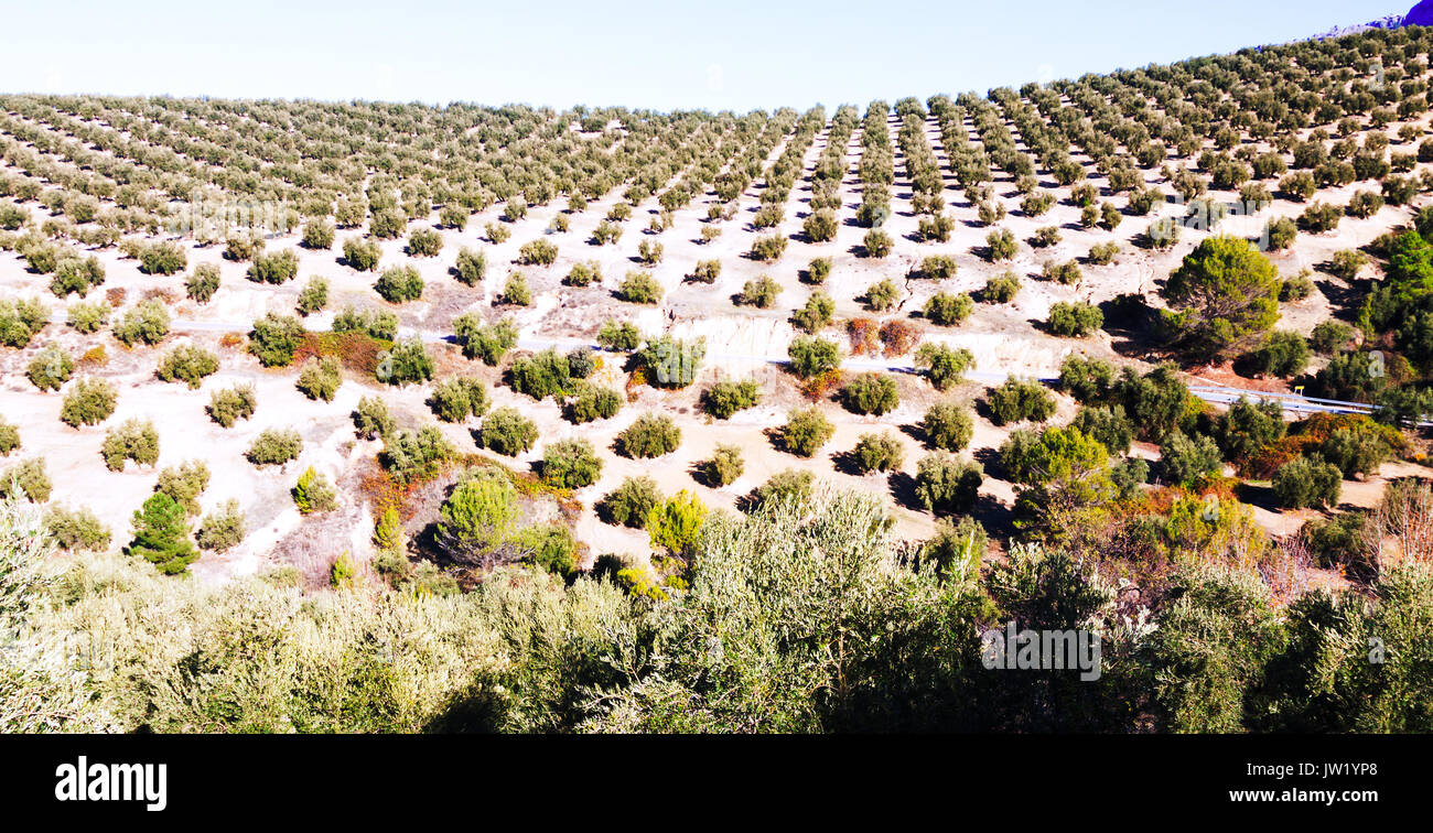 Black olives plant at hill fields. Andalusia Stock Photo - Alamy