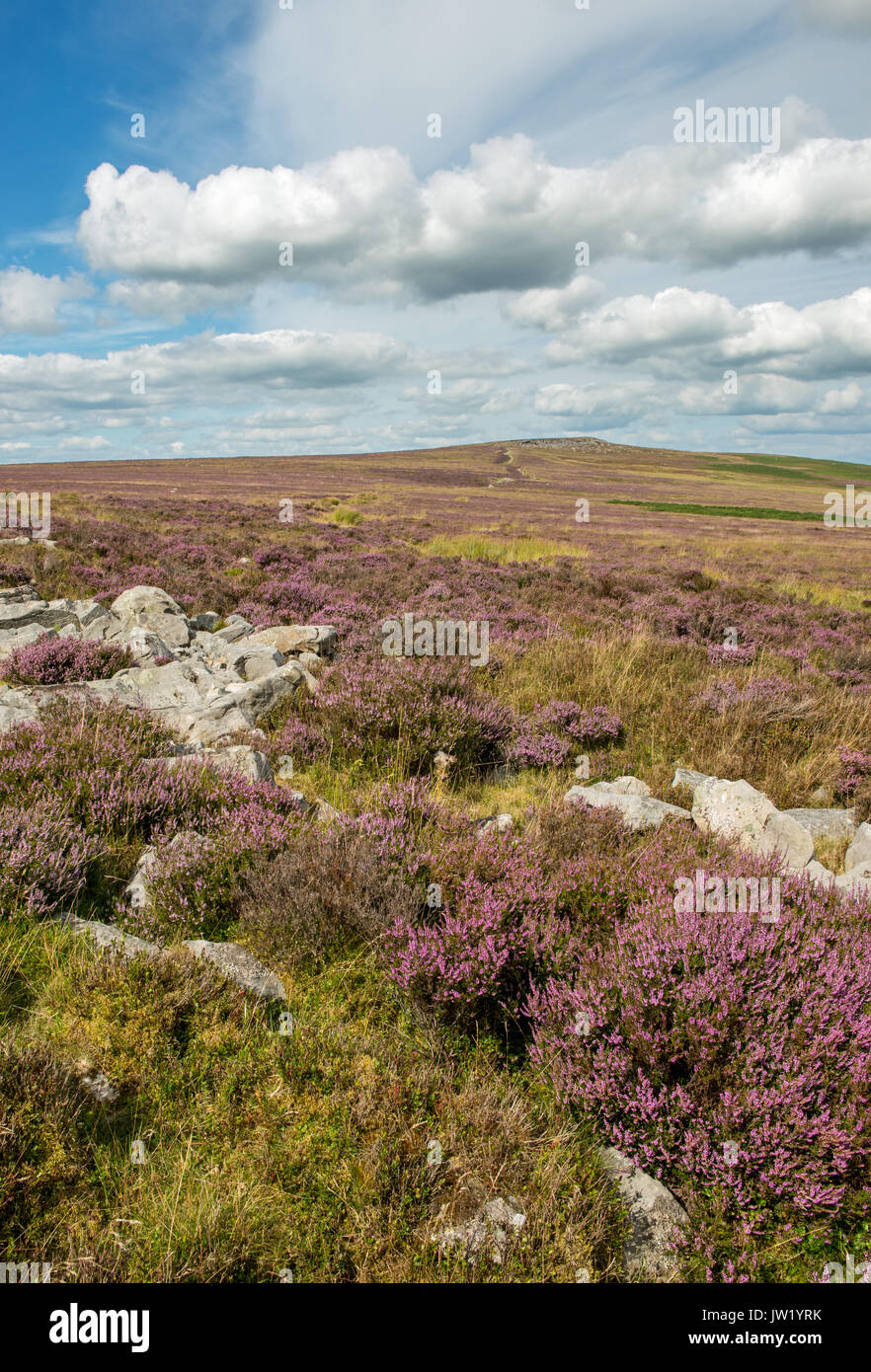 Heather covered moors hi-res stock photography and images - Alamy