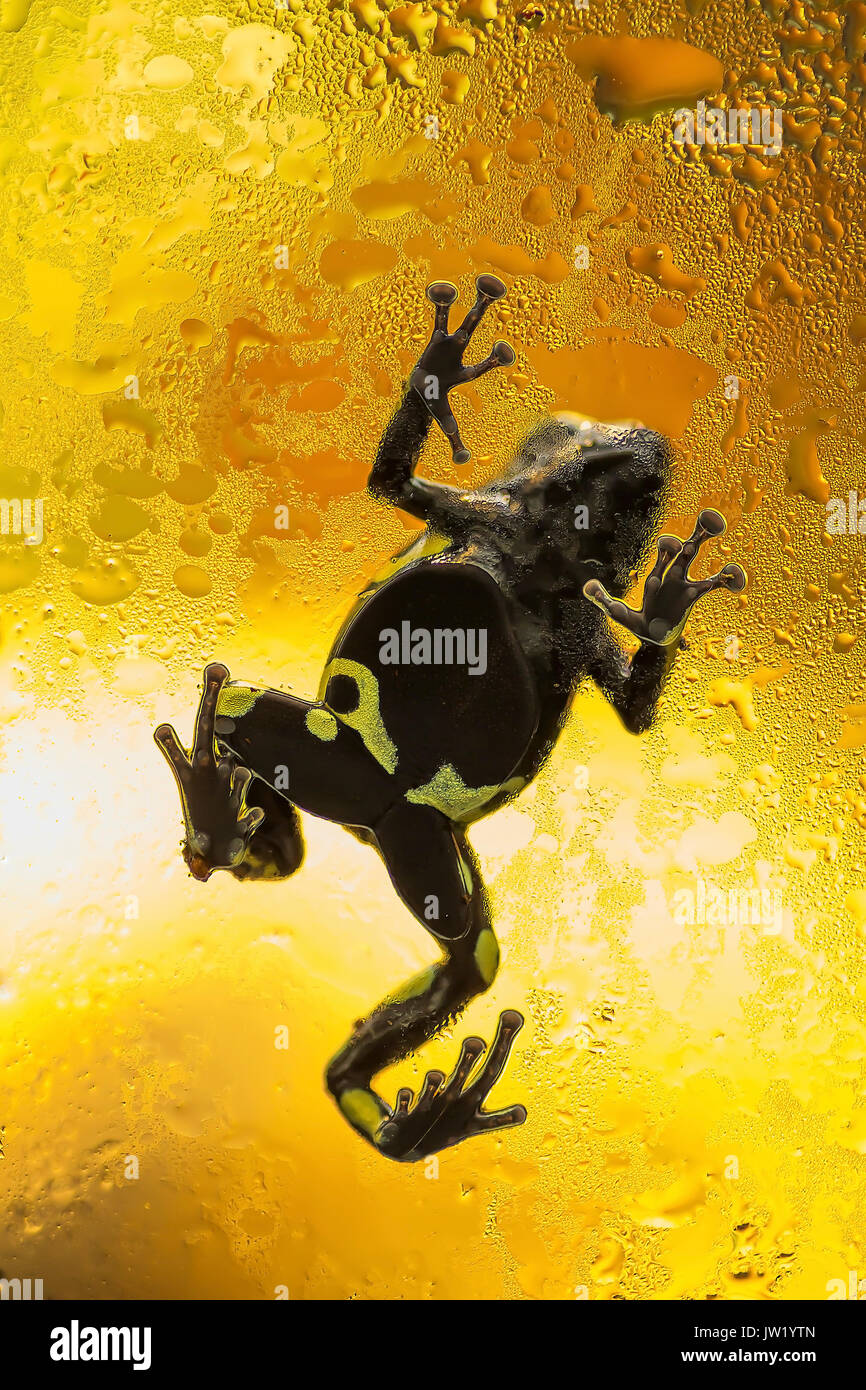 Yellow banded poison arrow frog hi-res stock photography and images - Alamy