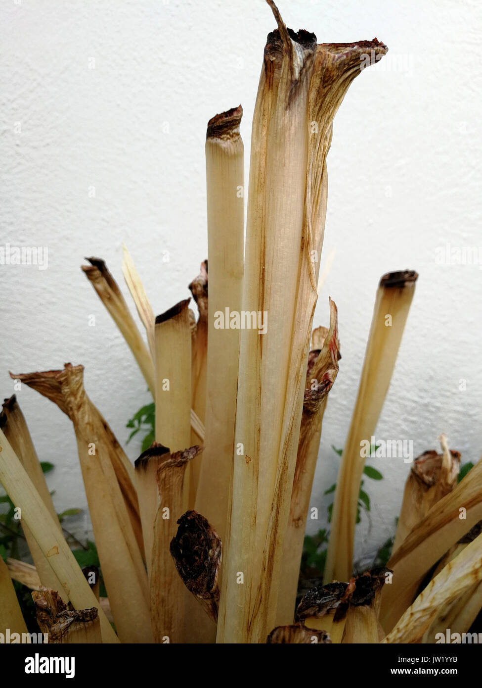 dried callas lily trunks Stock Photo - Alamy
