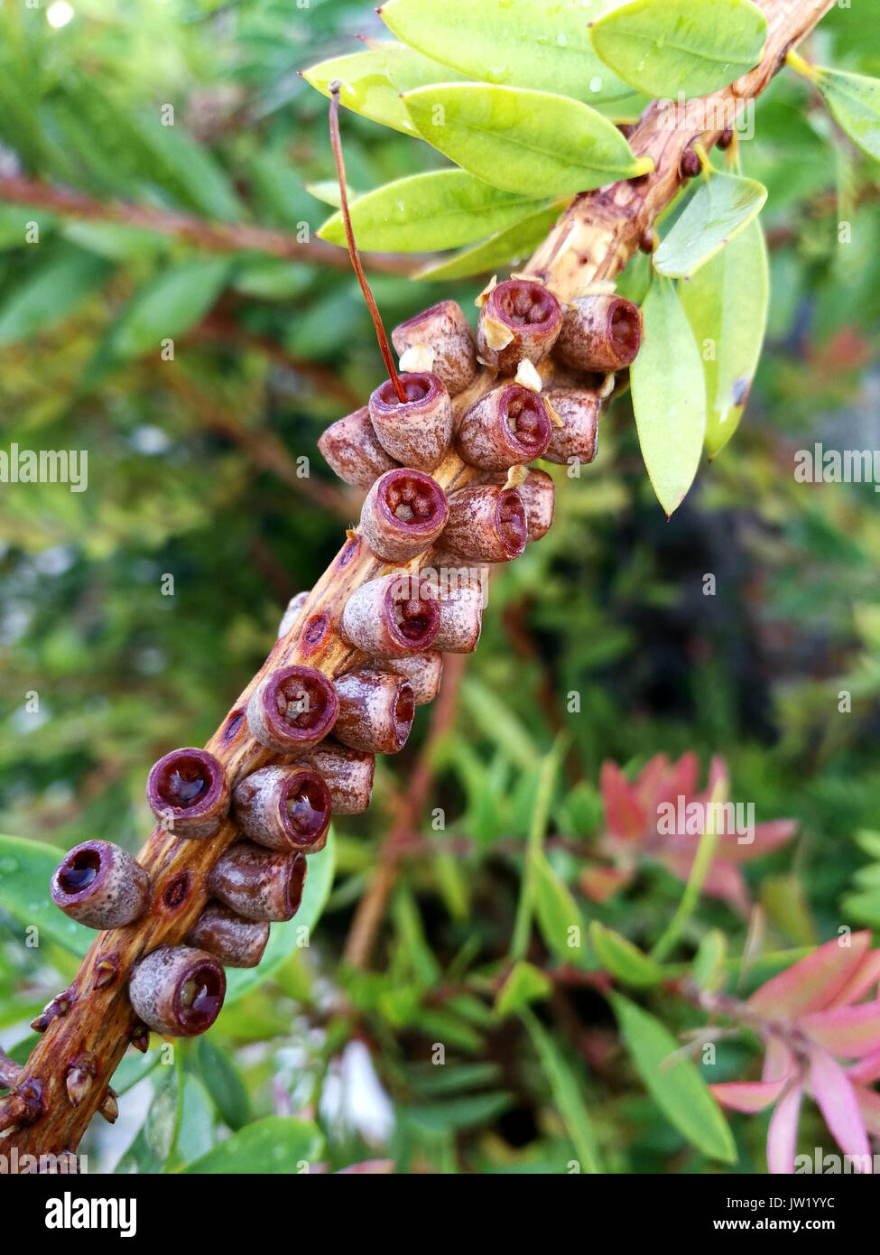 Callistemon Citrinus Fruit