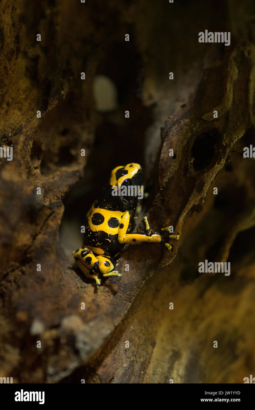 Small poison dart frog Stock Photo - Alamy