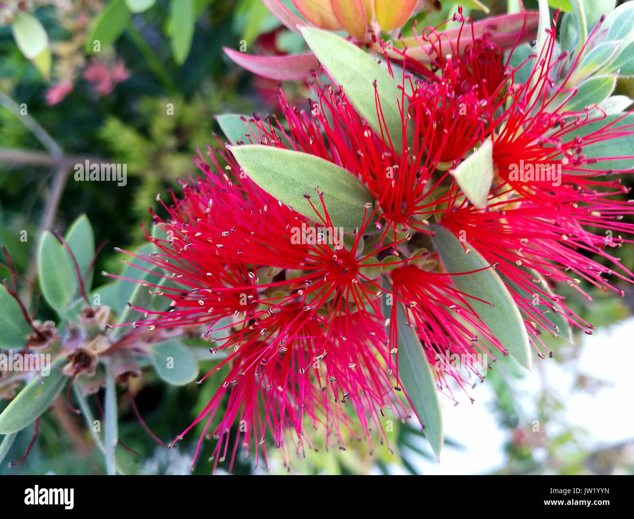 Callistemon hybrid hi-res stock photography and images - Alamy