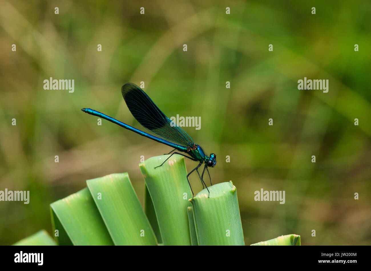 Wetland insects hi-res stock photography and images - Alamy