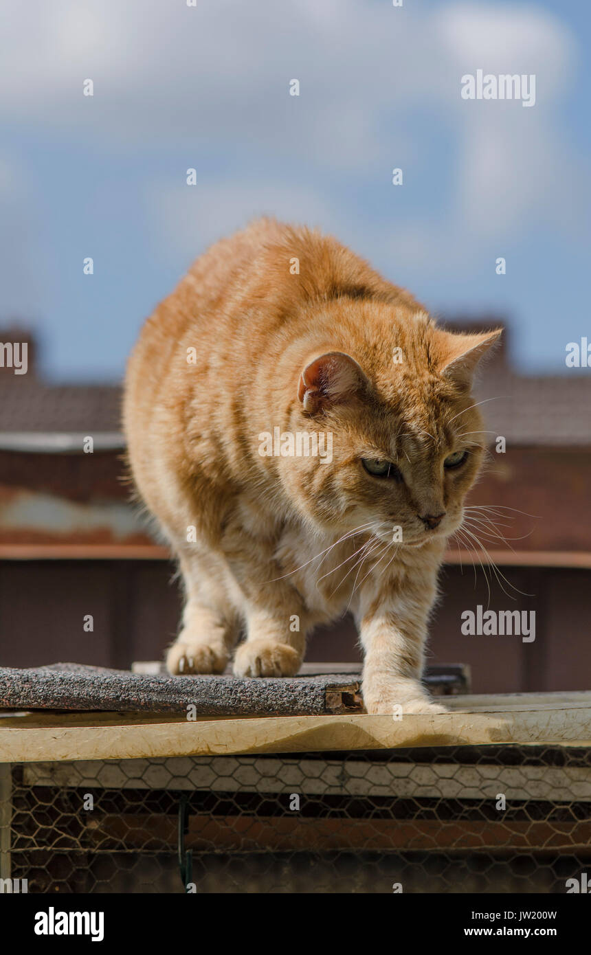 Hunting Ginger Tom cat with collar on rooftop Stock Photo - Alamy