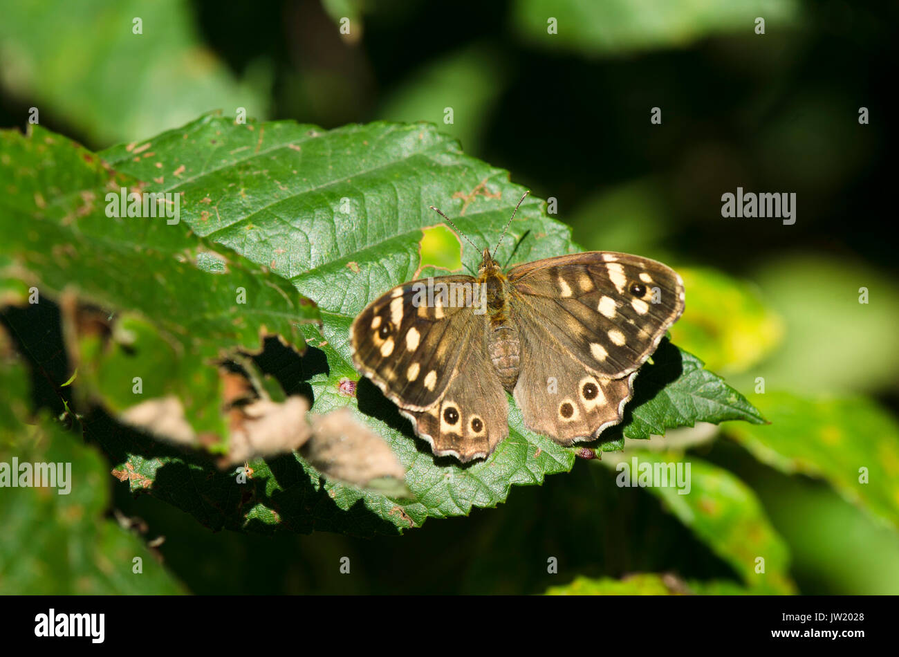 Butterfly speckled wood hi-res stock photography and images - Alamy
