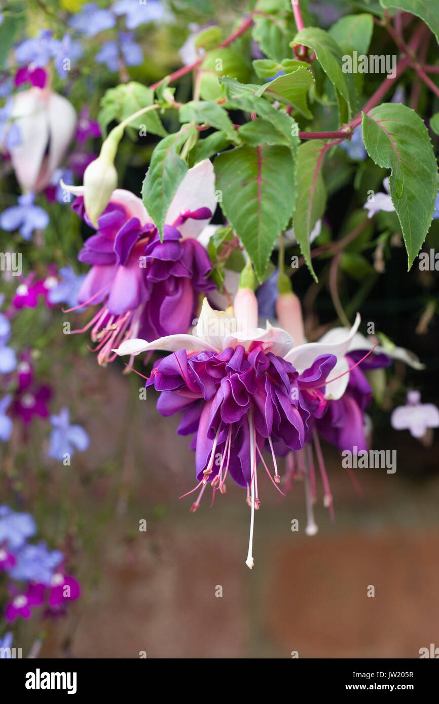 Trailing fuchsia hi-res stock photography and images - Alamy