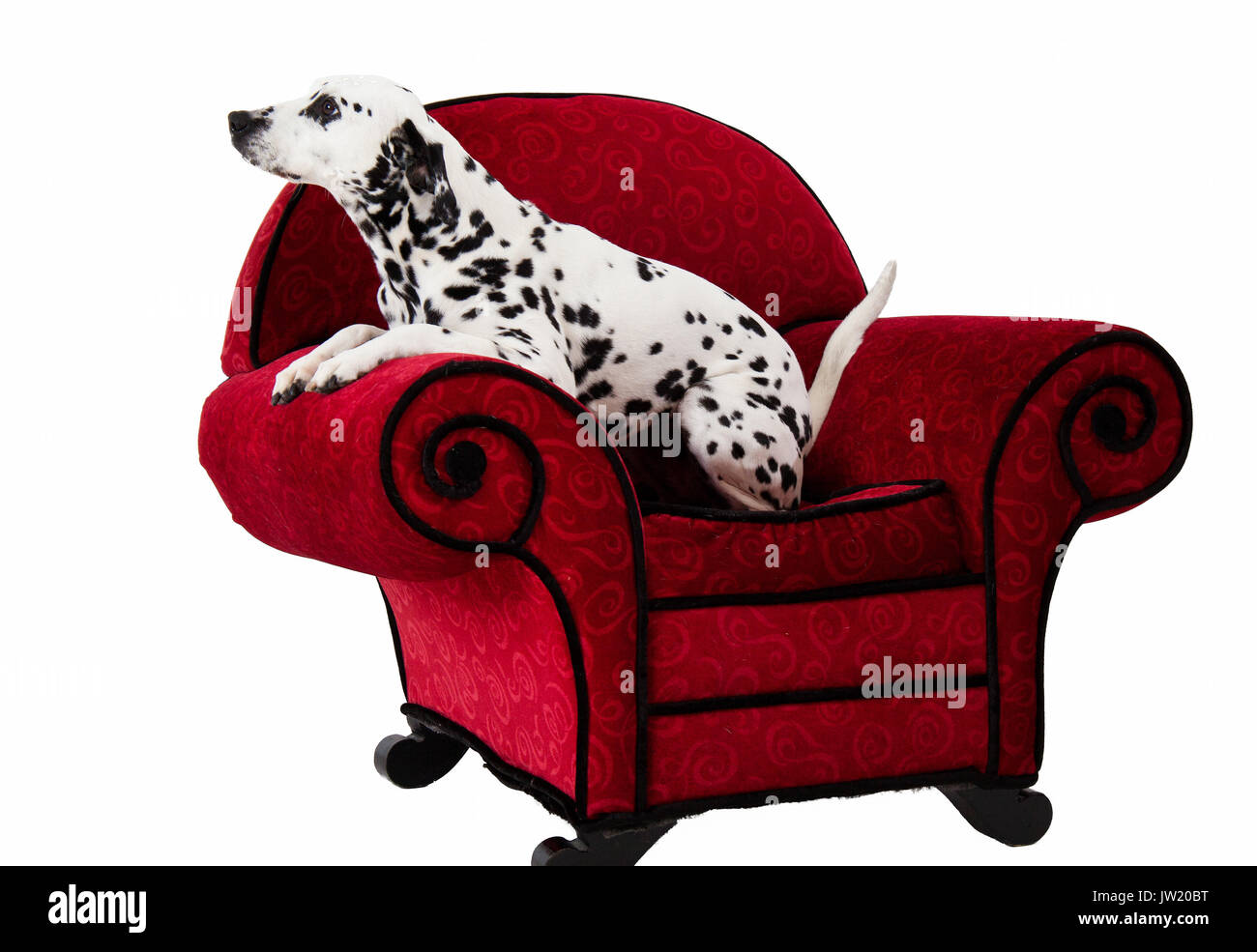 Isolated sitting dalmation dog hi-res stock photography and images - Alamy