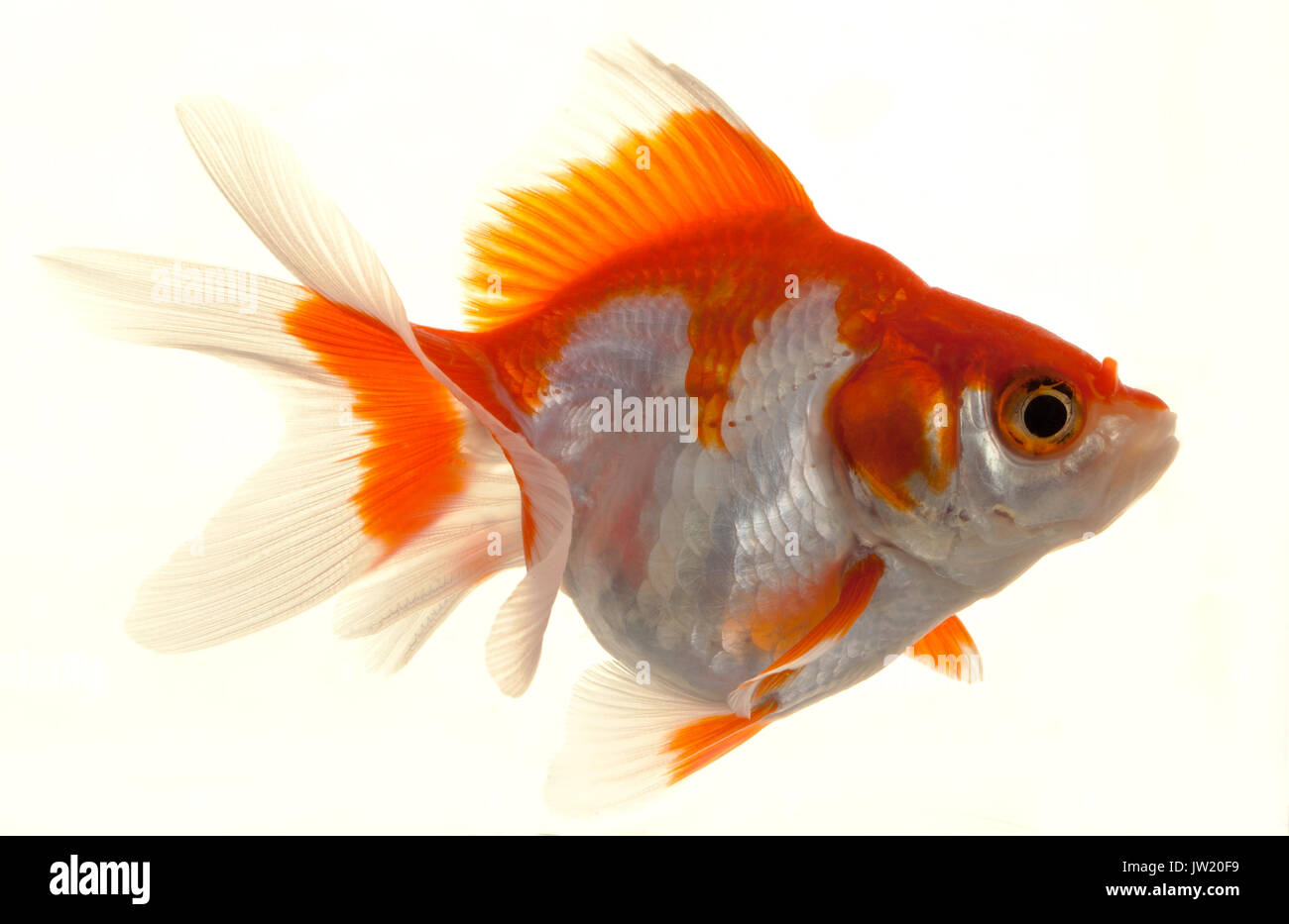 Isolated Approaching Goldfish swimming towards camera, close-up on ...