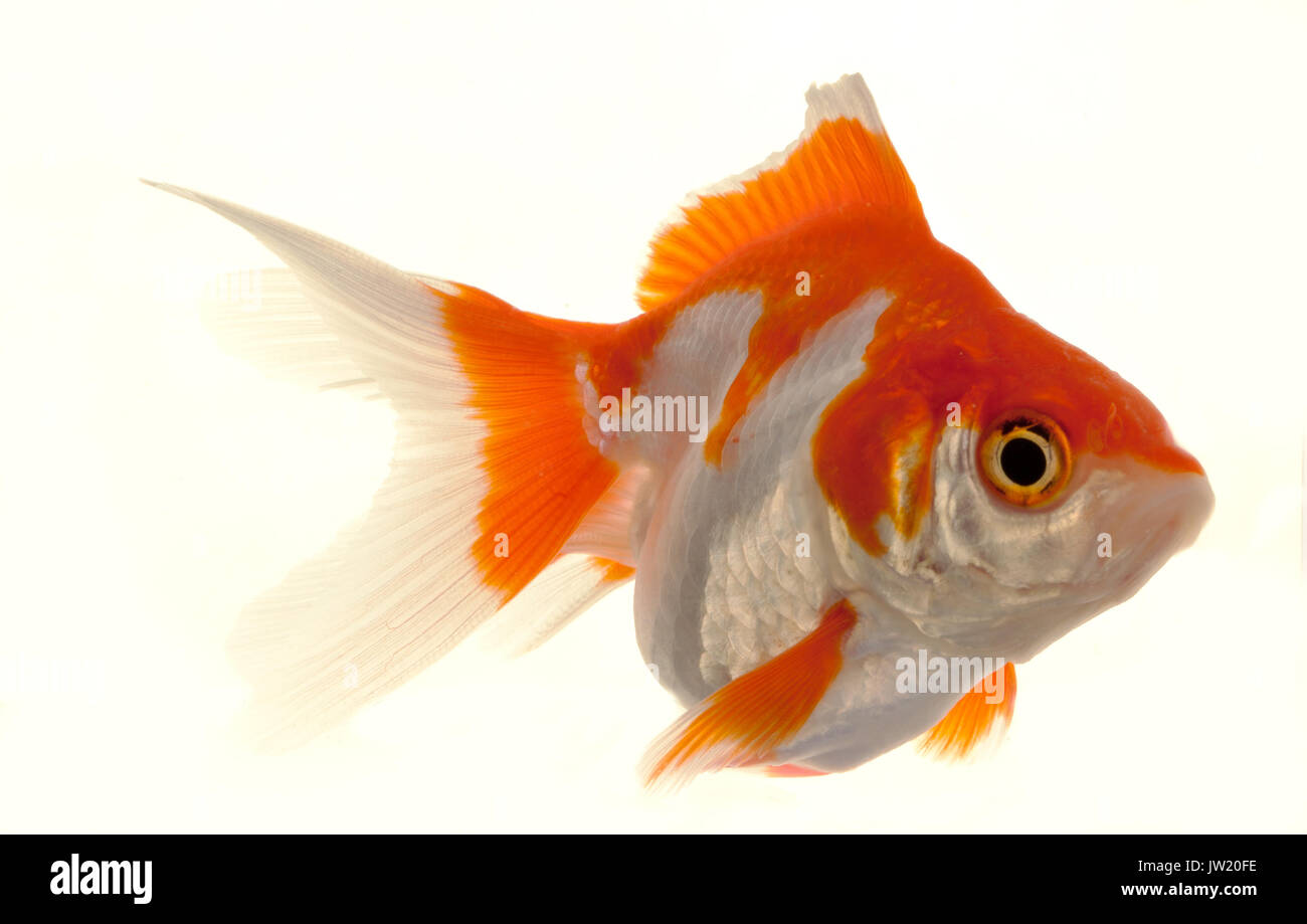 Isolated Approaching Goldfish swimming towards camera, close-up on ...
