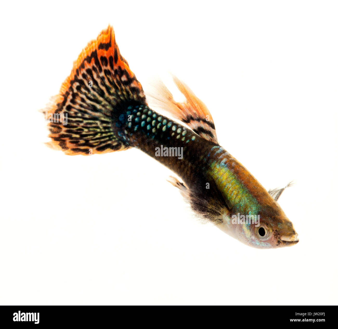 Guppy Fish High Resolution Stock Photography and Images - Alamy