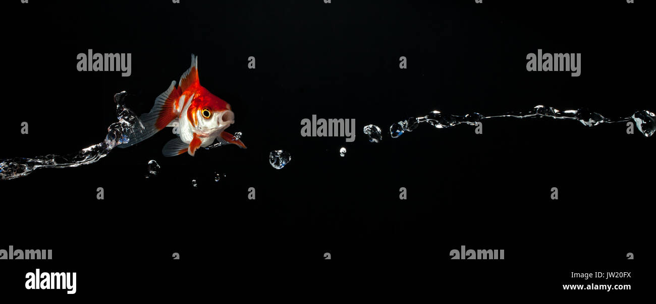 A tossed goldfish appears to be flying through the air accompanied by a ...