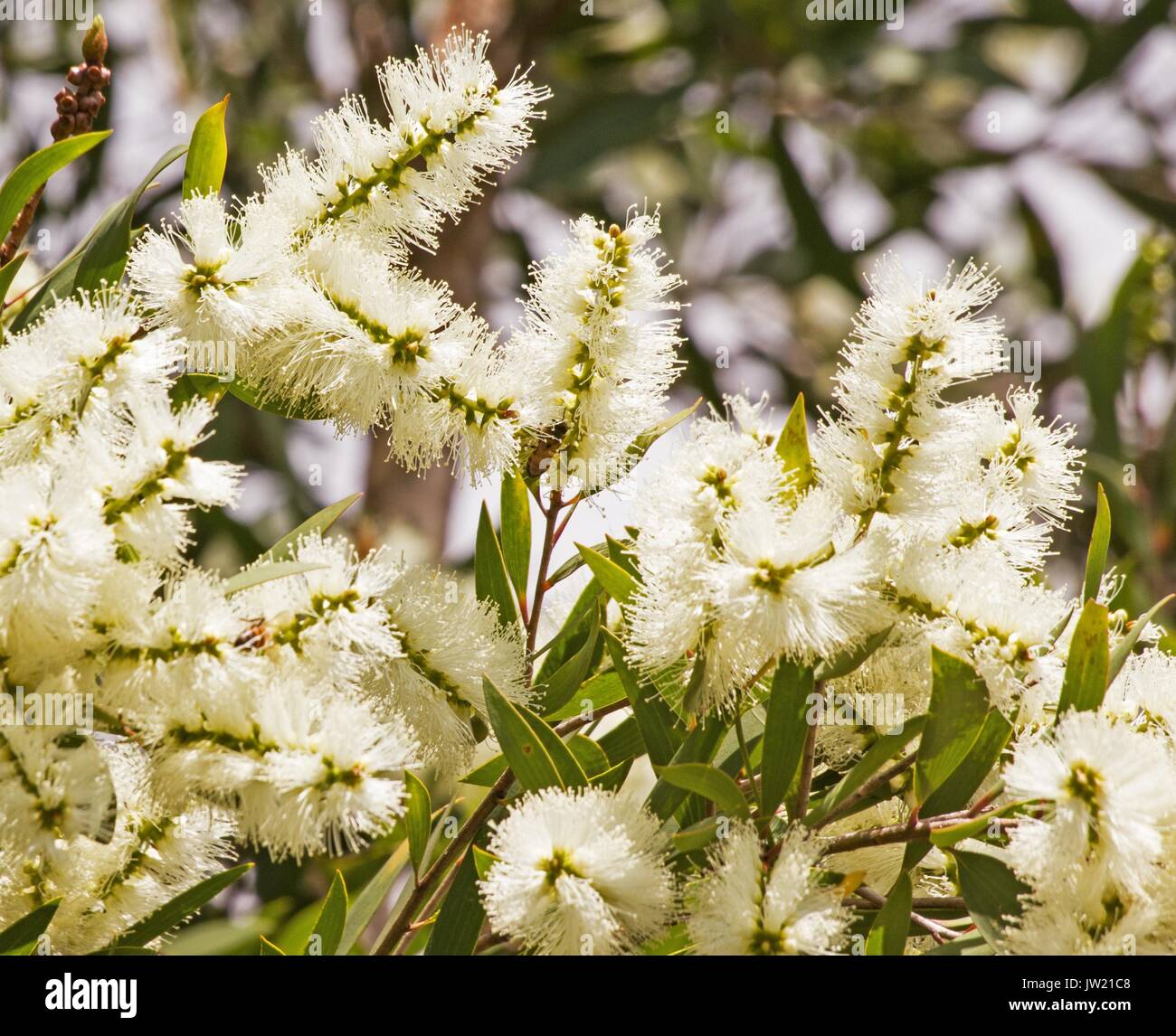 Melaleuca quinquenervia tree in bloom Stock Photo - Alamy