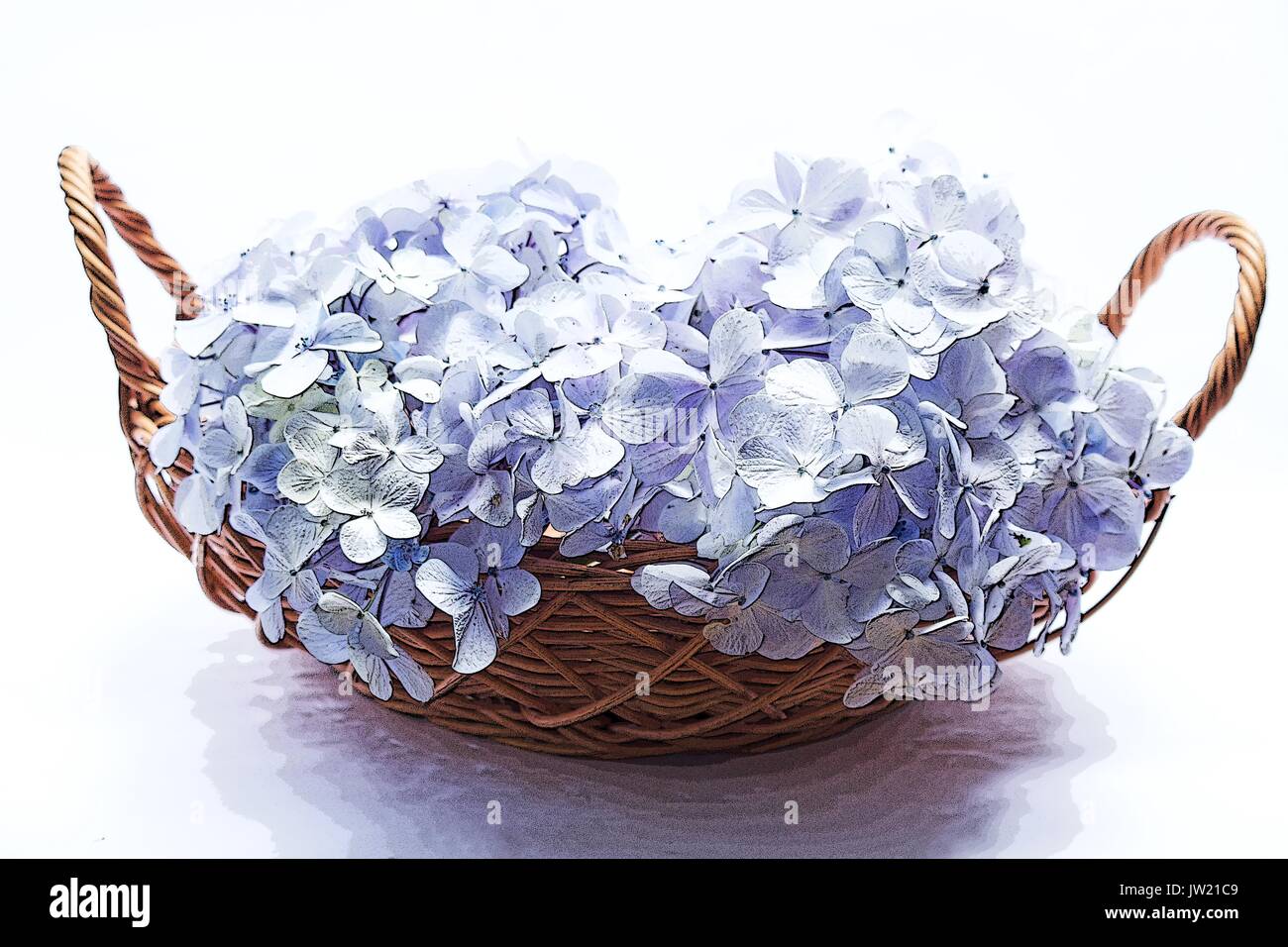 Hydrangeas on white background Stock Photo - Alamy